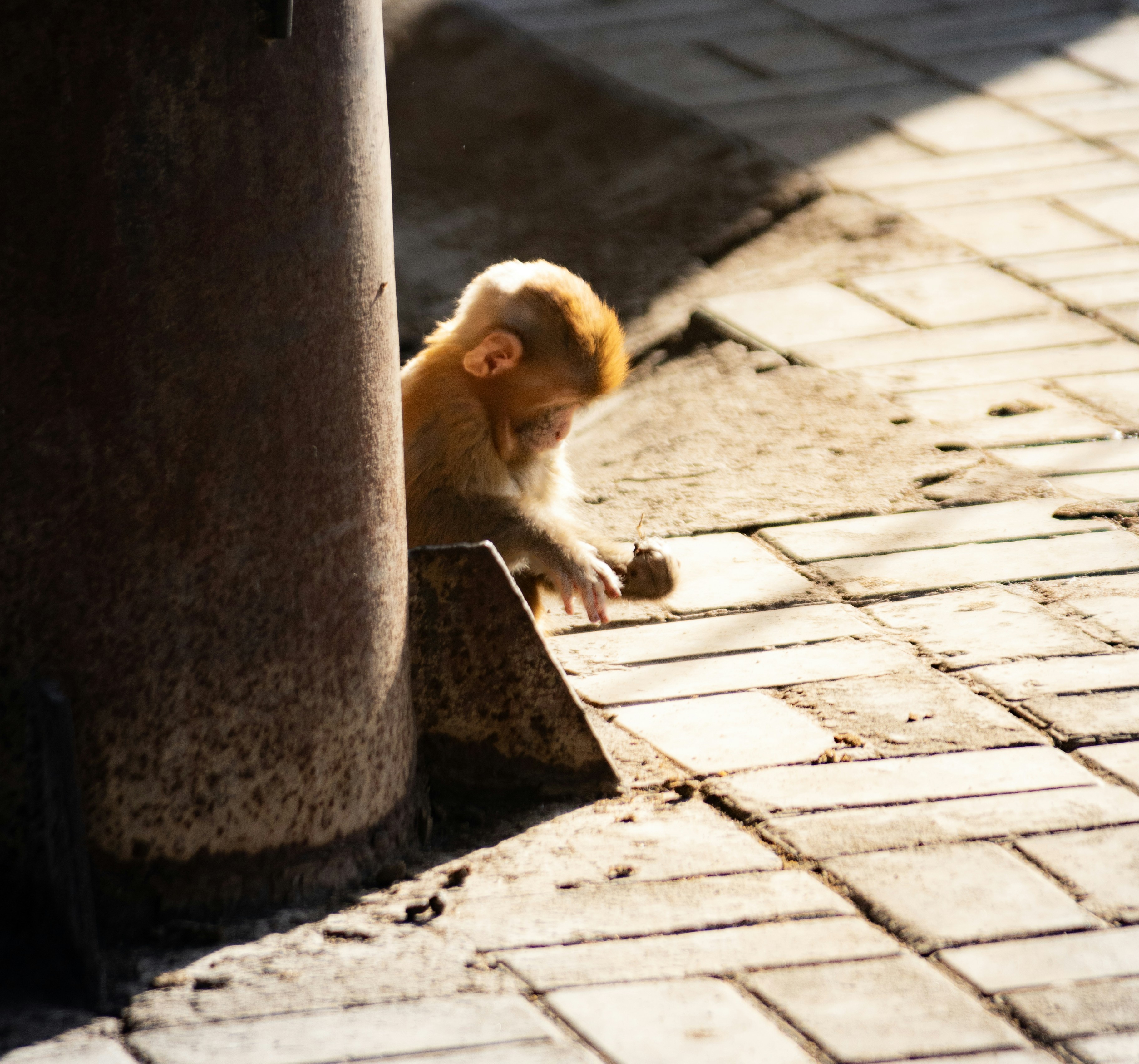 Sunlit Sentry: A Peek of a Curious Monkey by the Pavement
