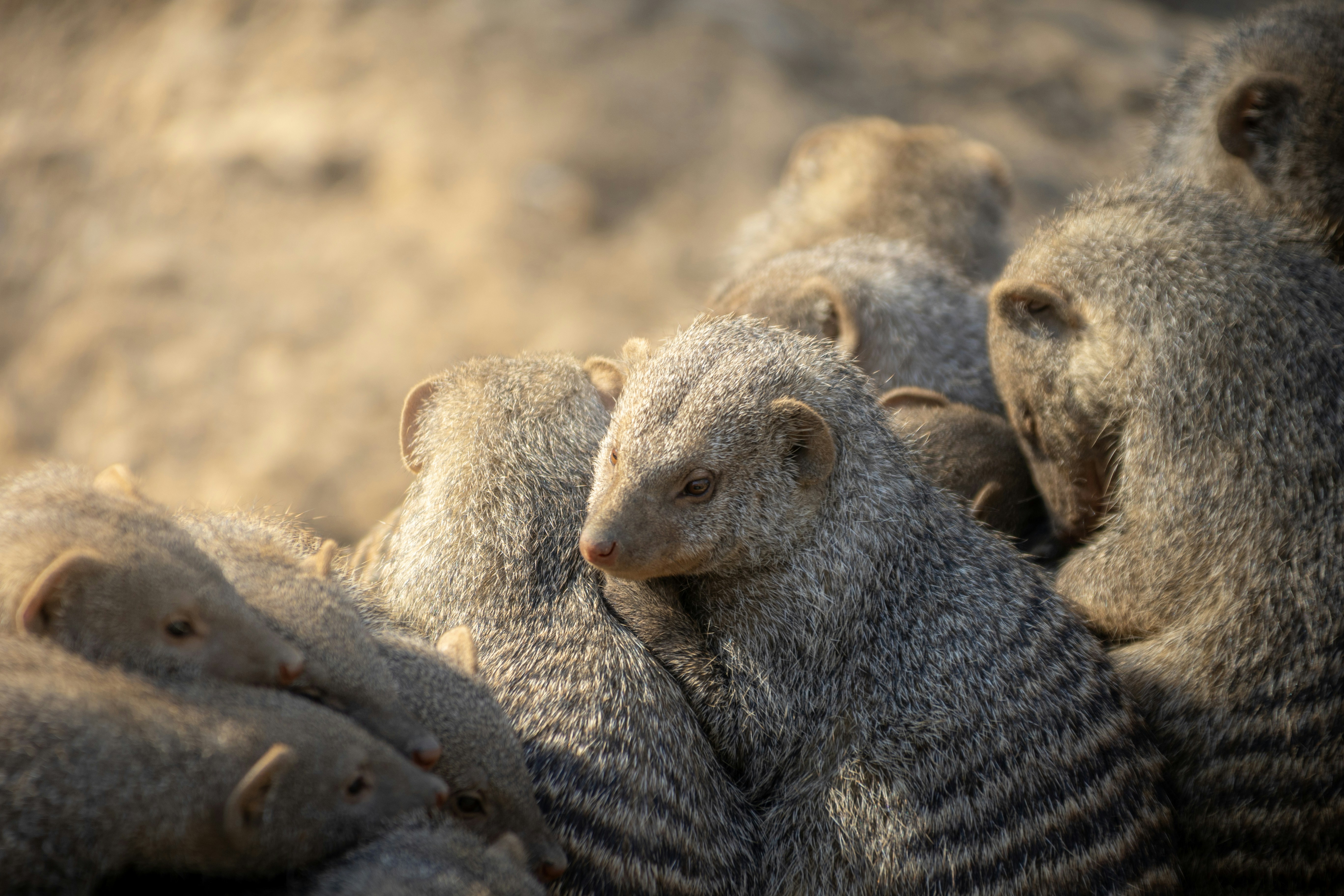Warmth in the Herd: A Dense Cluster of Mongoose-Lurking in Golden Light