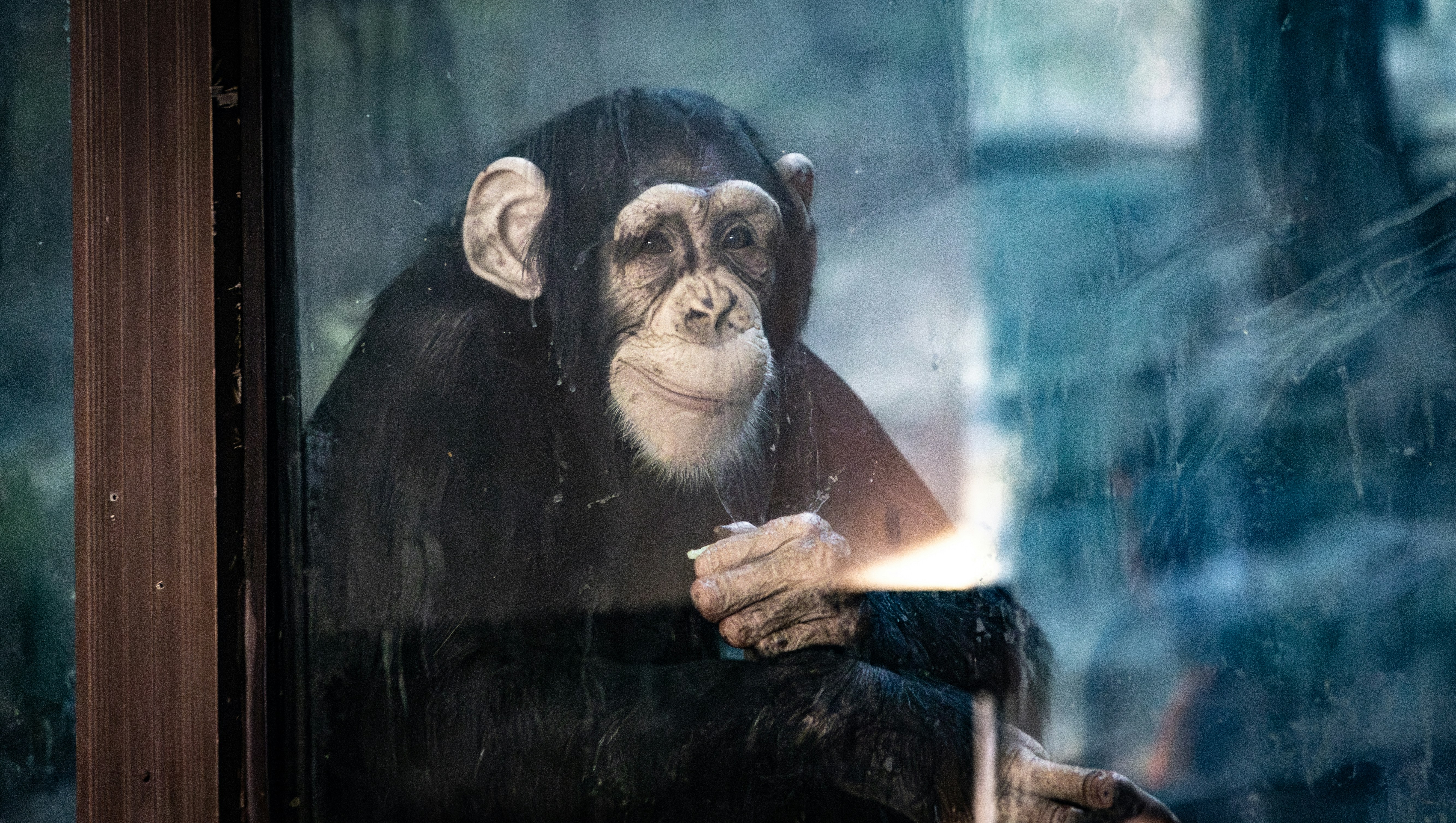Curious Chimp Behind Glass: A Quiet Moment in Blue Reflections