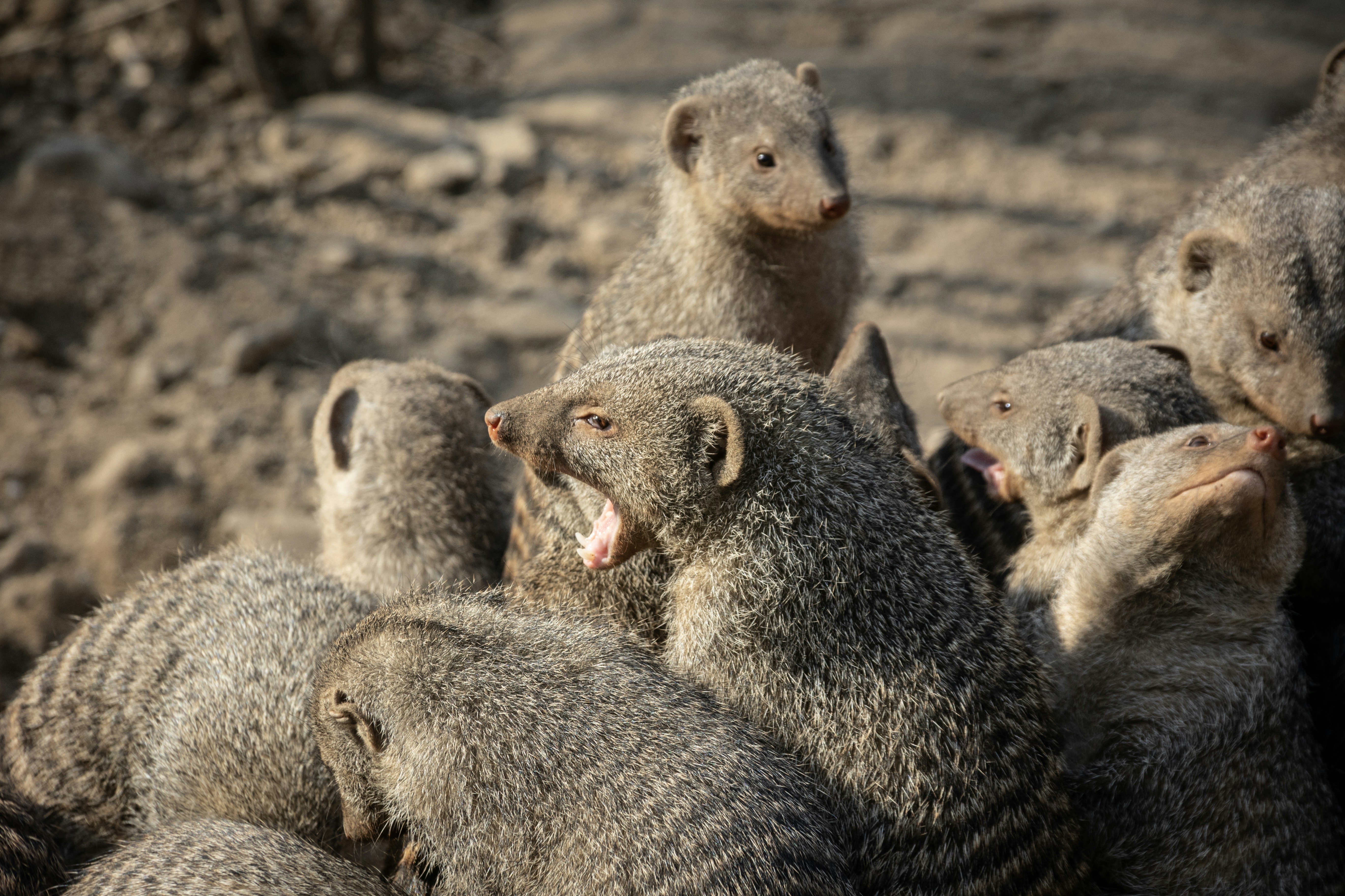 Frenzied Marmot Conclave: Faces and Fur in the Dust