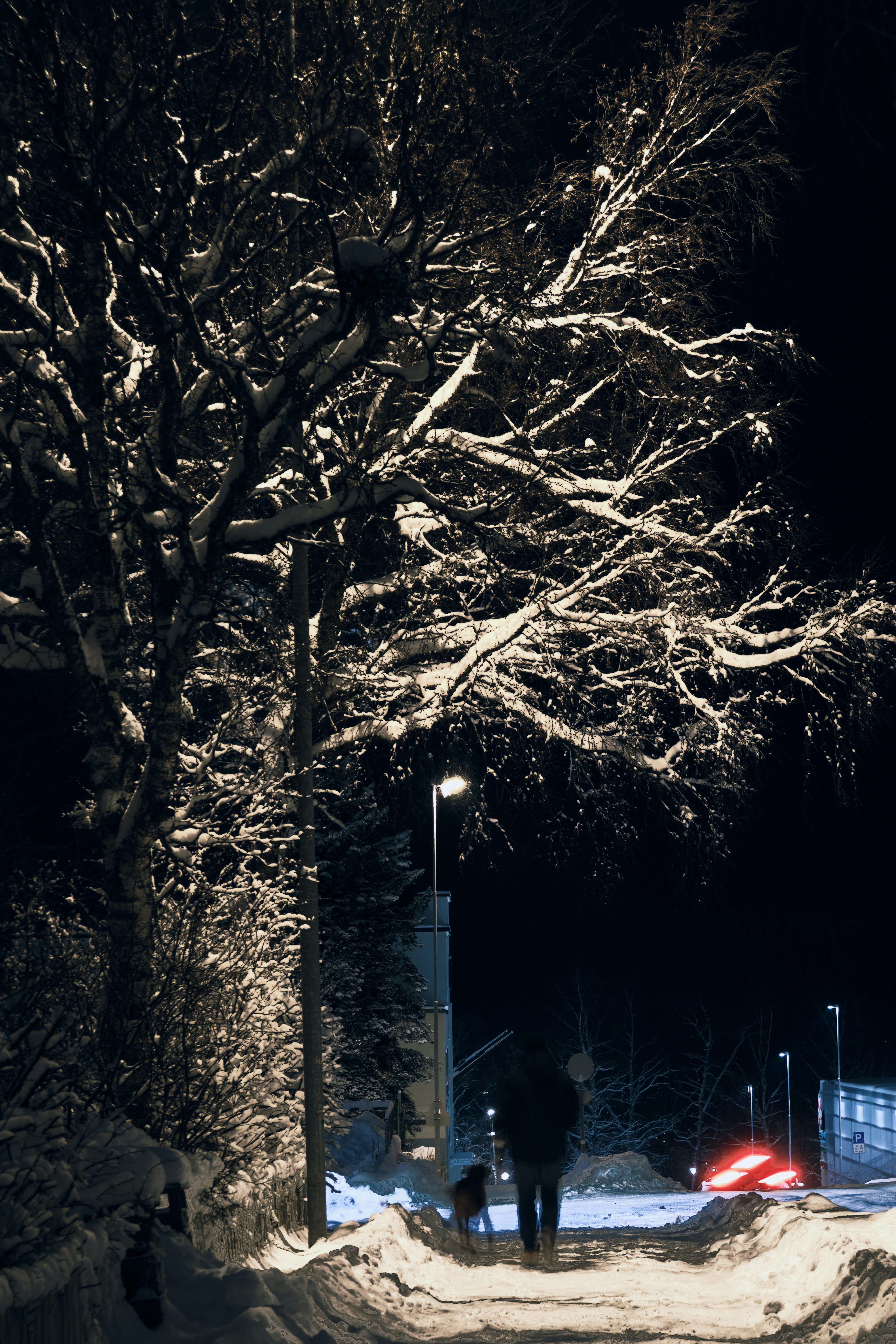 Snowlit Pathways: A Quiet Night Under Crescent Branches