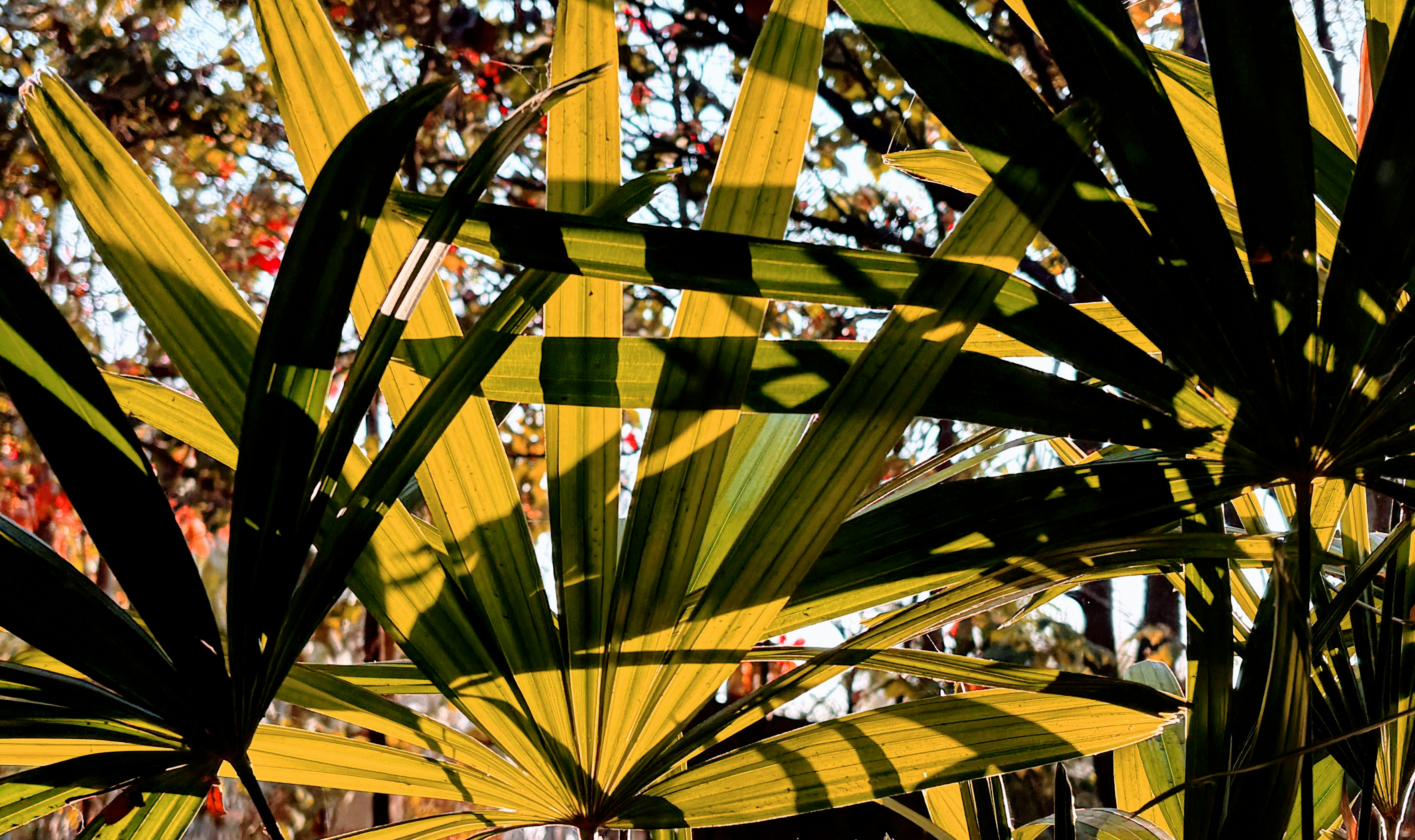 Sunlit Palm Fronds: A Close-Up of Tropical Geometry