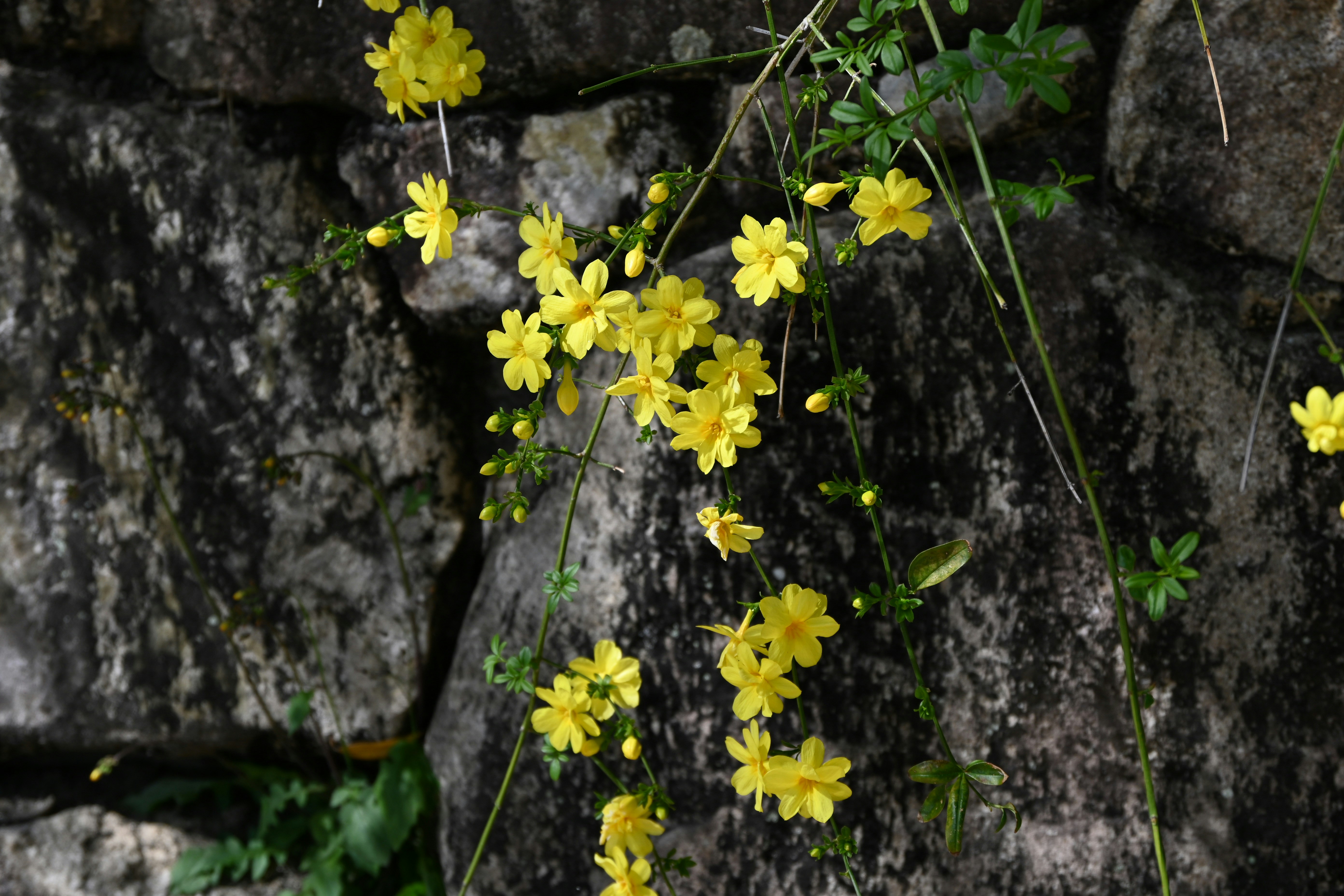 Golden blooms cling to a mossy stone backdrop