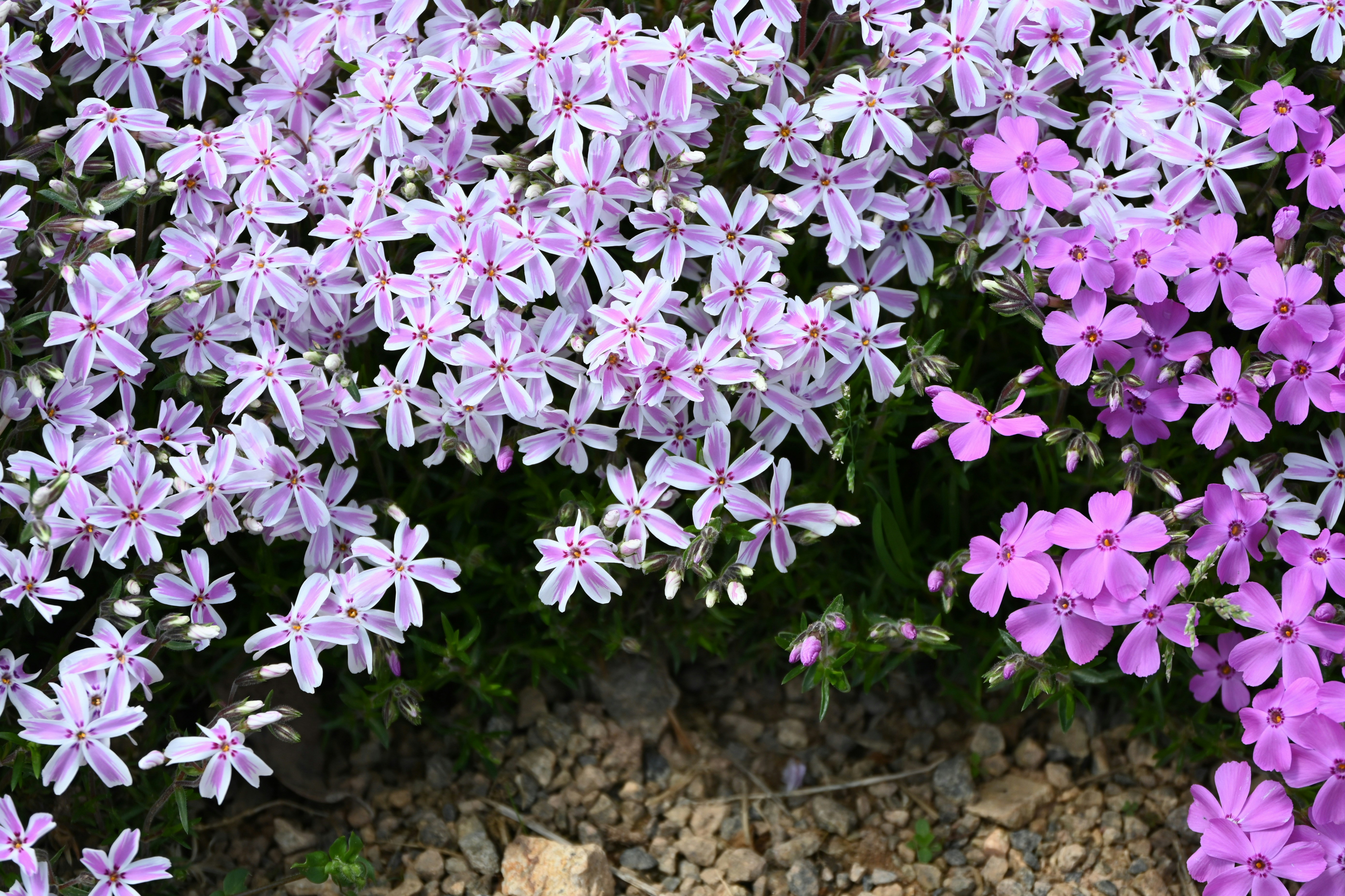 Lavender-White and Magenta Blooms: A Pebble-Strewn Bed of Spring