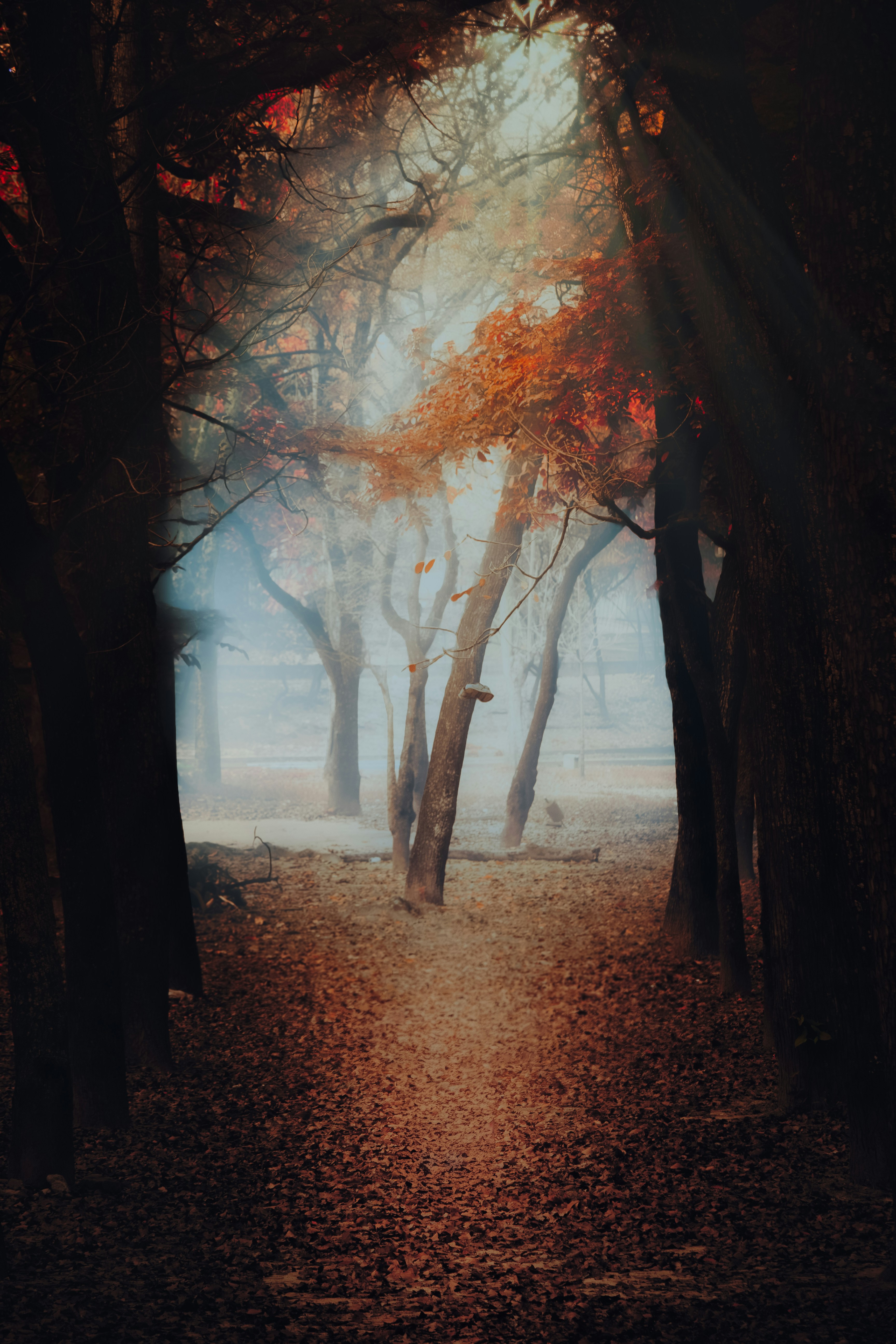 Path Through the Mist: Autumn Trees Framed by Shadows