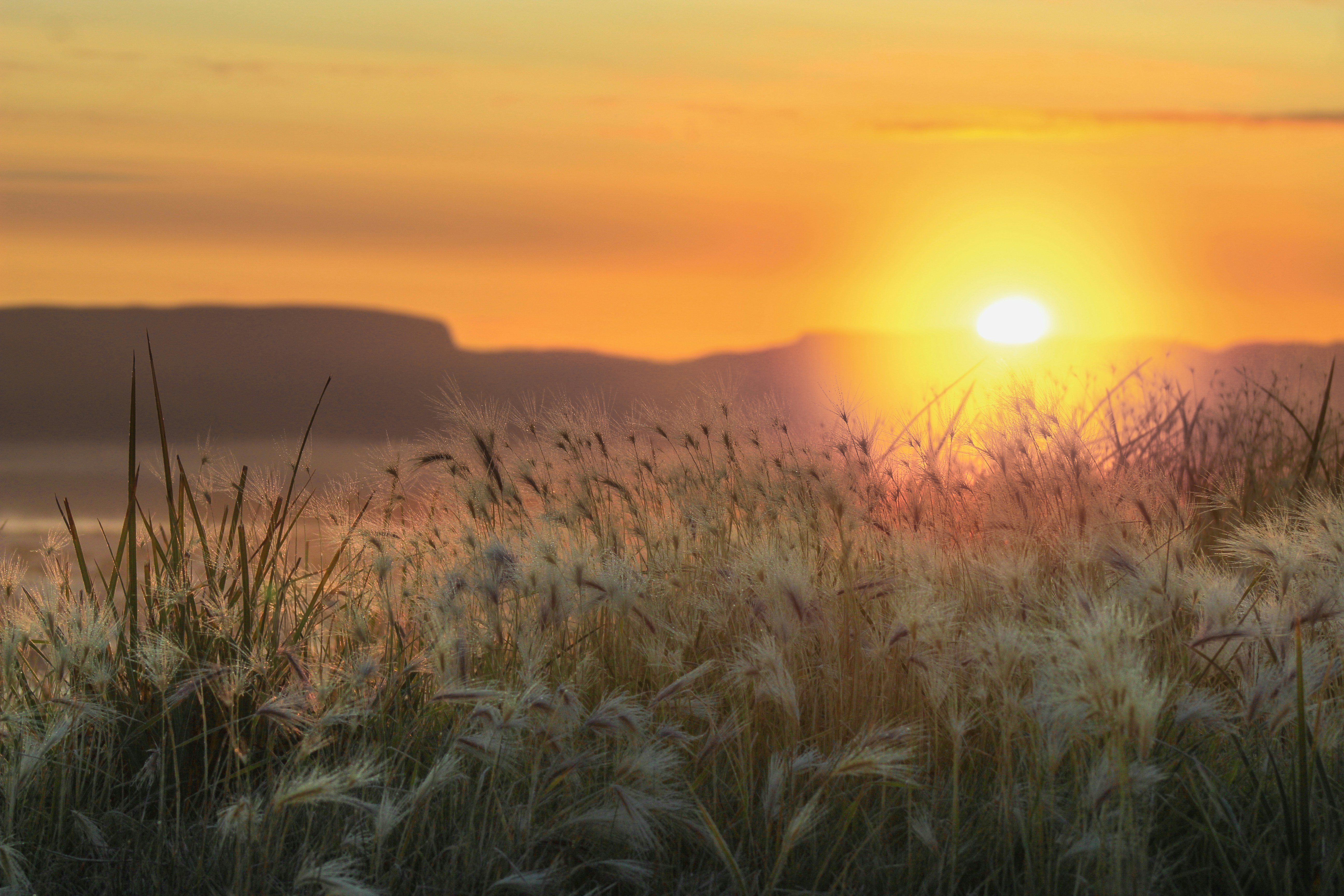 Dawn's Glow Over Tall Grass