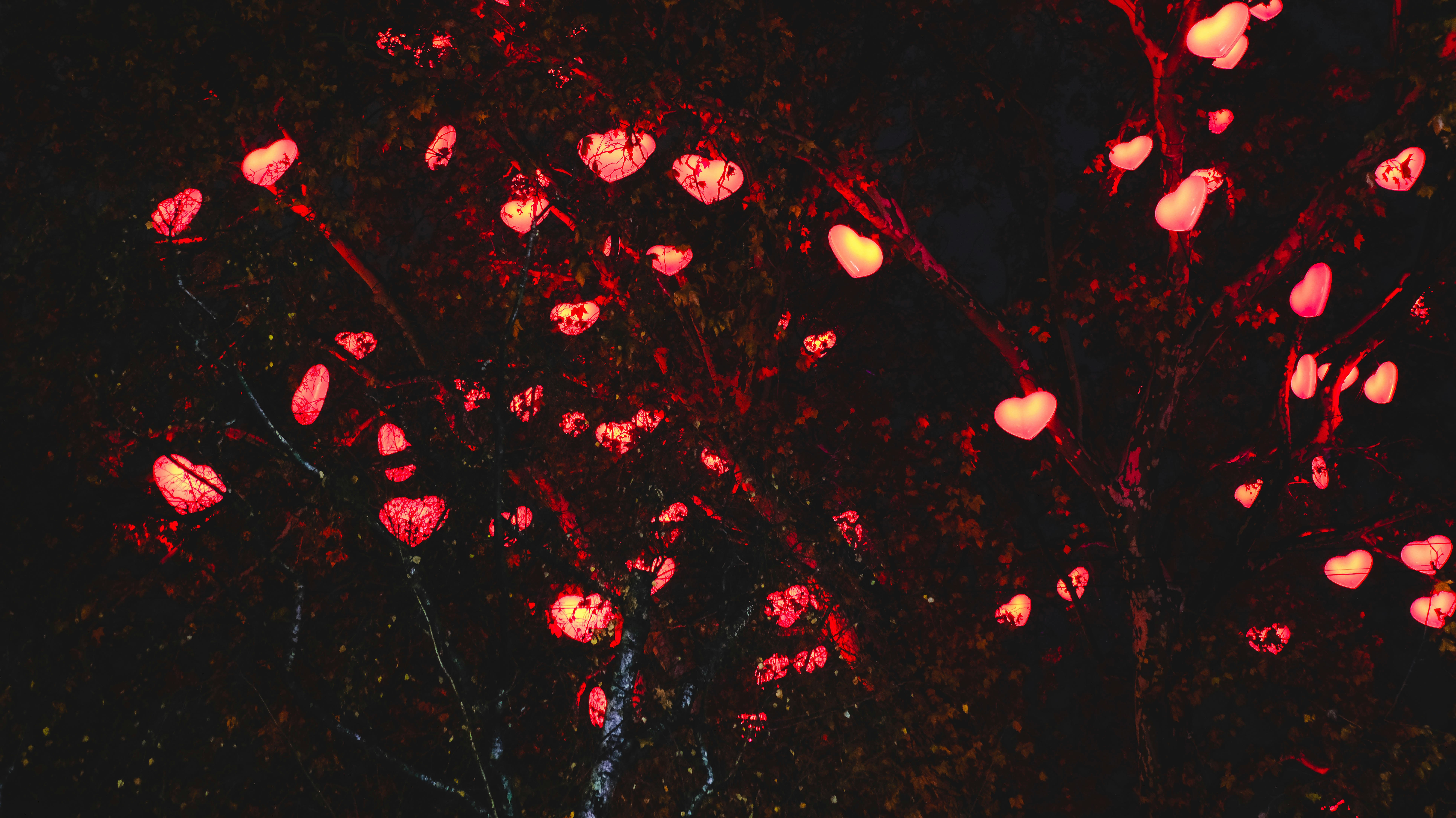 Crimson Petals in Midnight Canopy