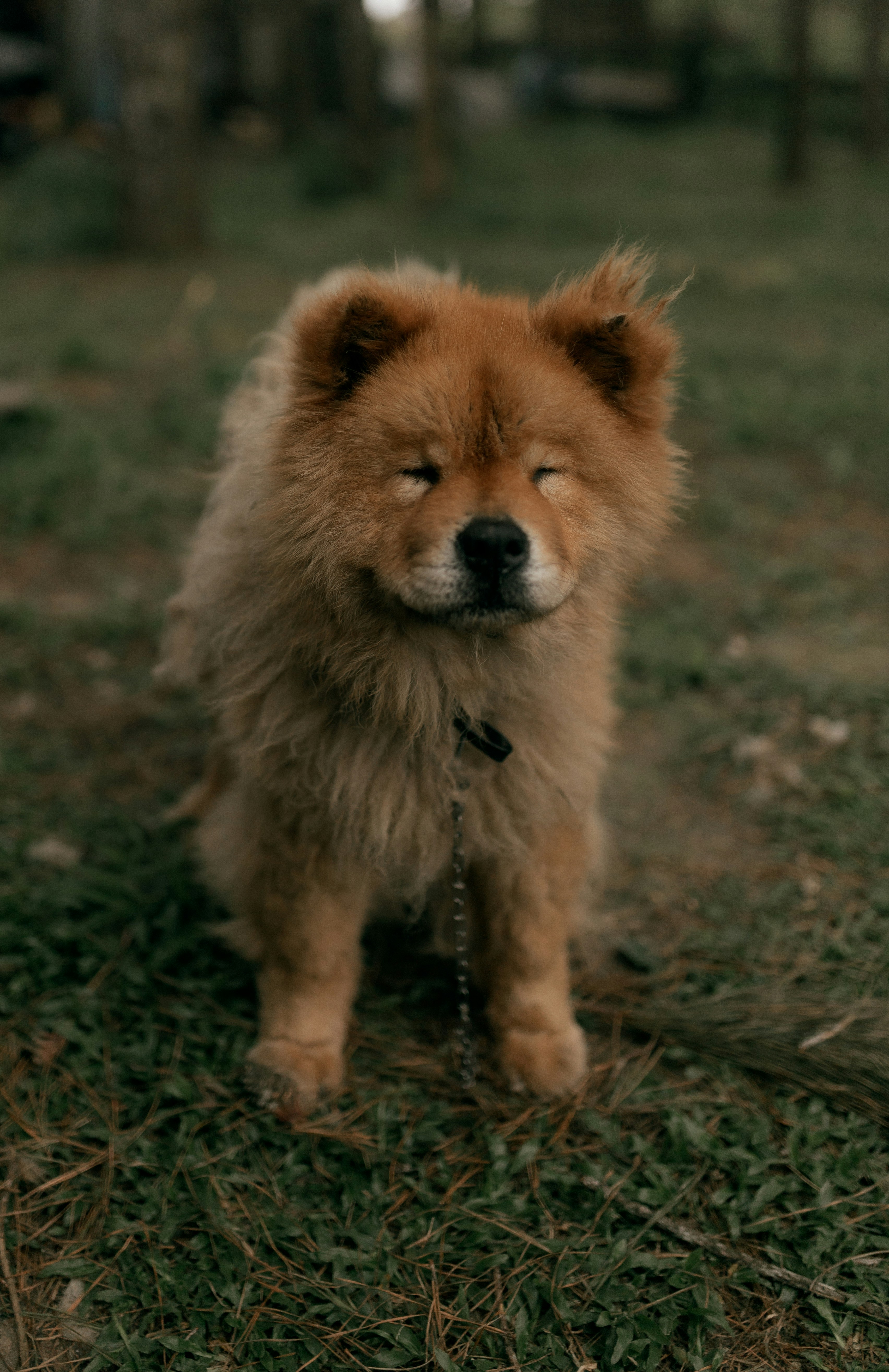 The Quiet Sentinel: A Fluffy Pup in a Park Twilight