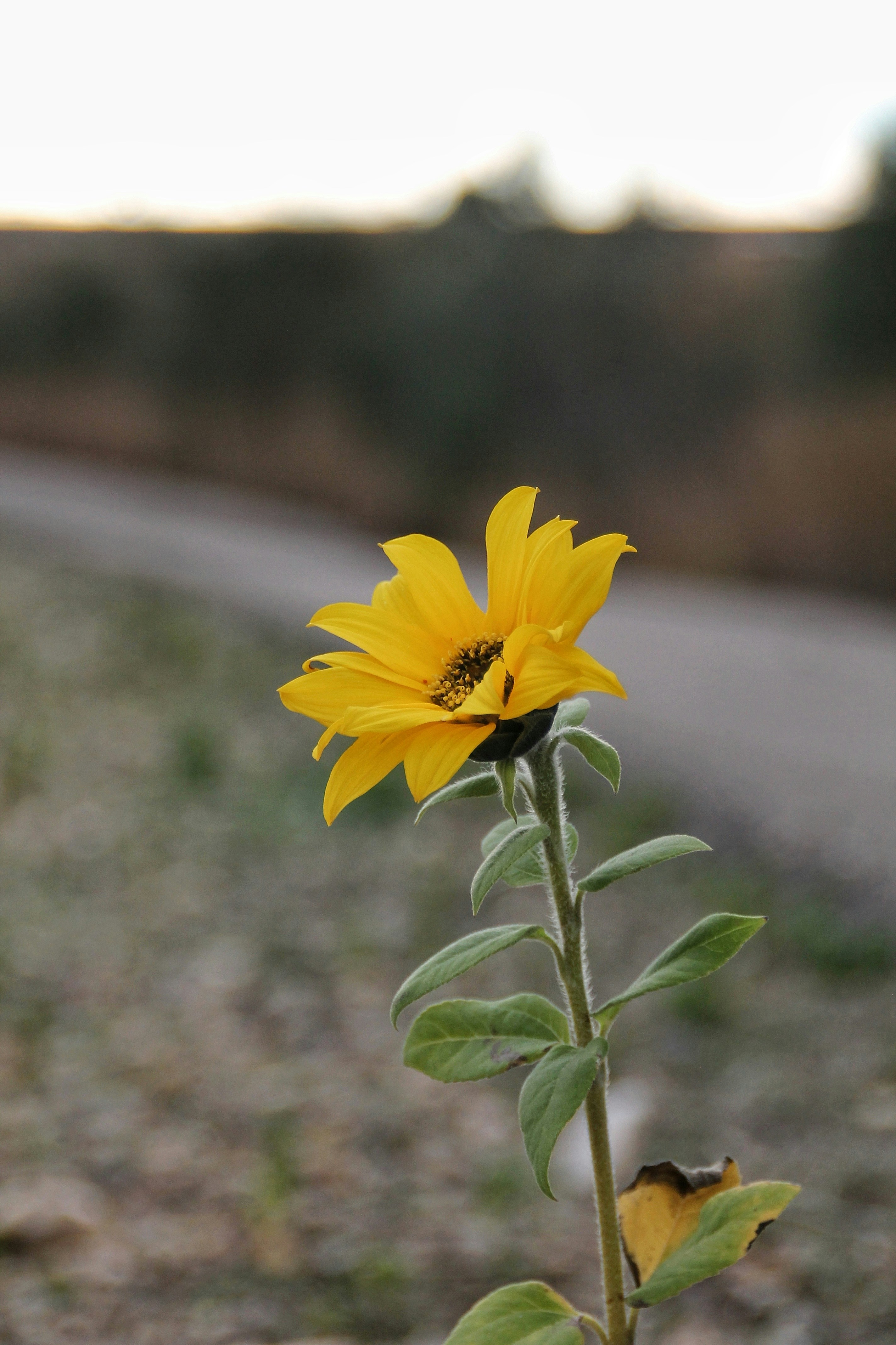 Sunlit sunflower reaching toward the horizon along a quiet road