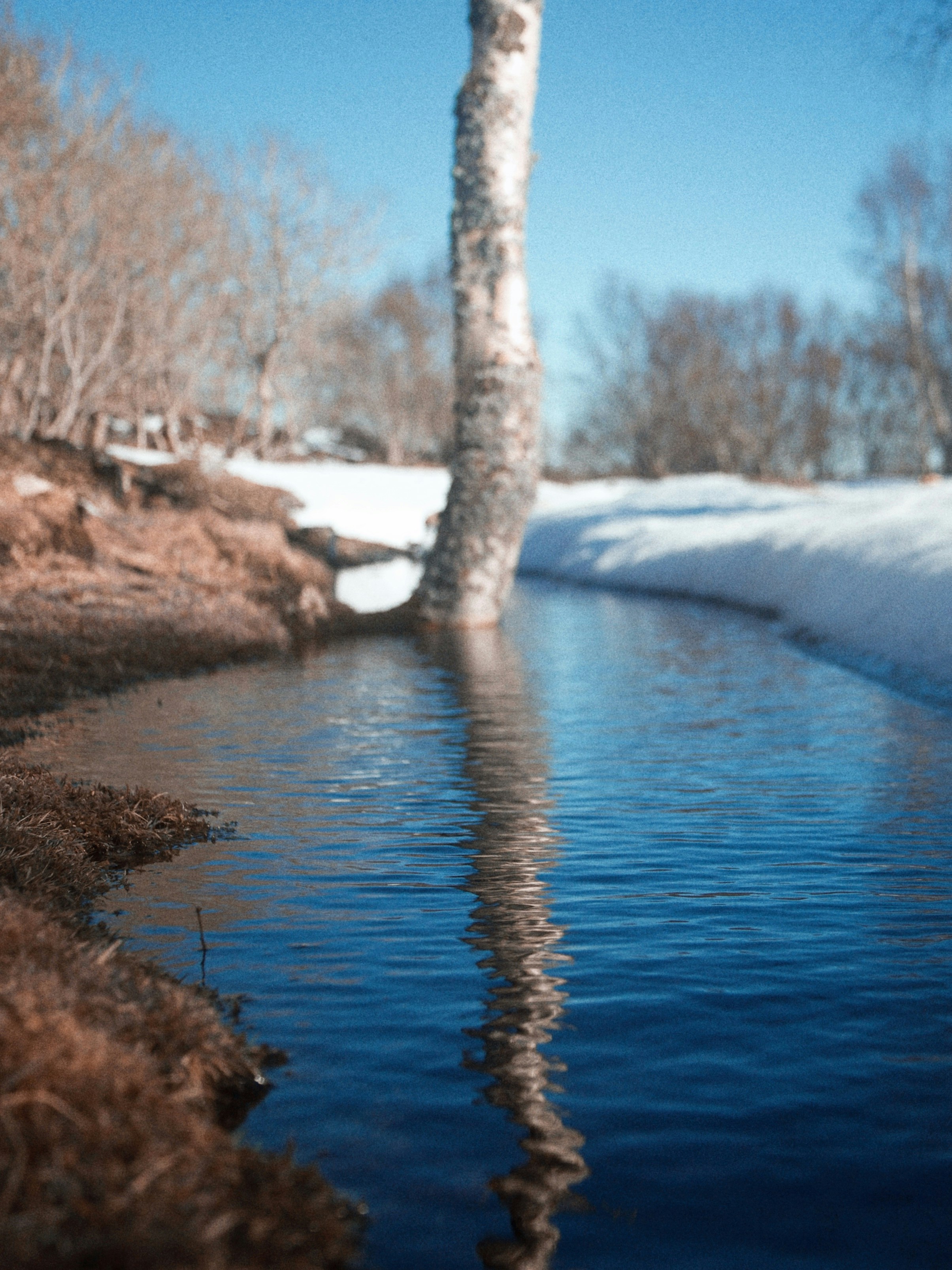 Silent Reflections: A Snowlit Stream Framed by a Standing Birch