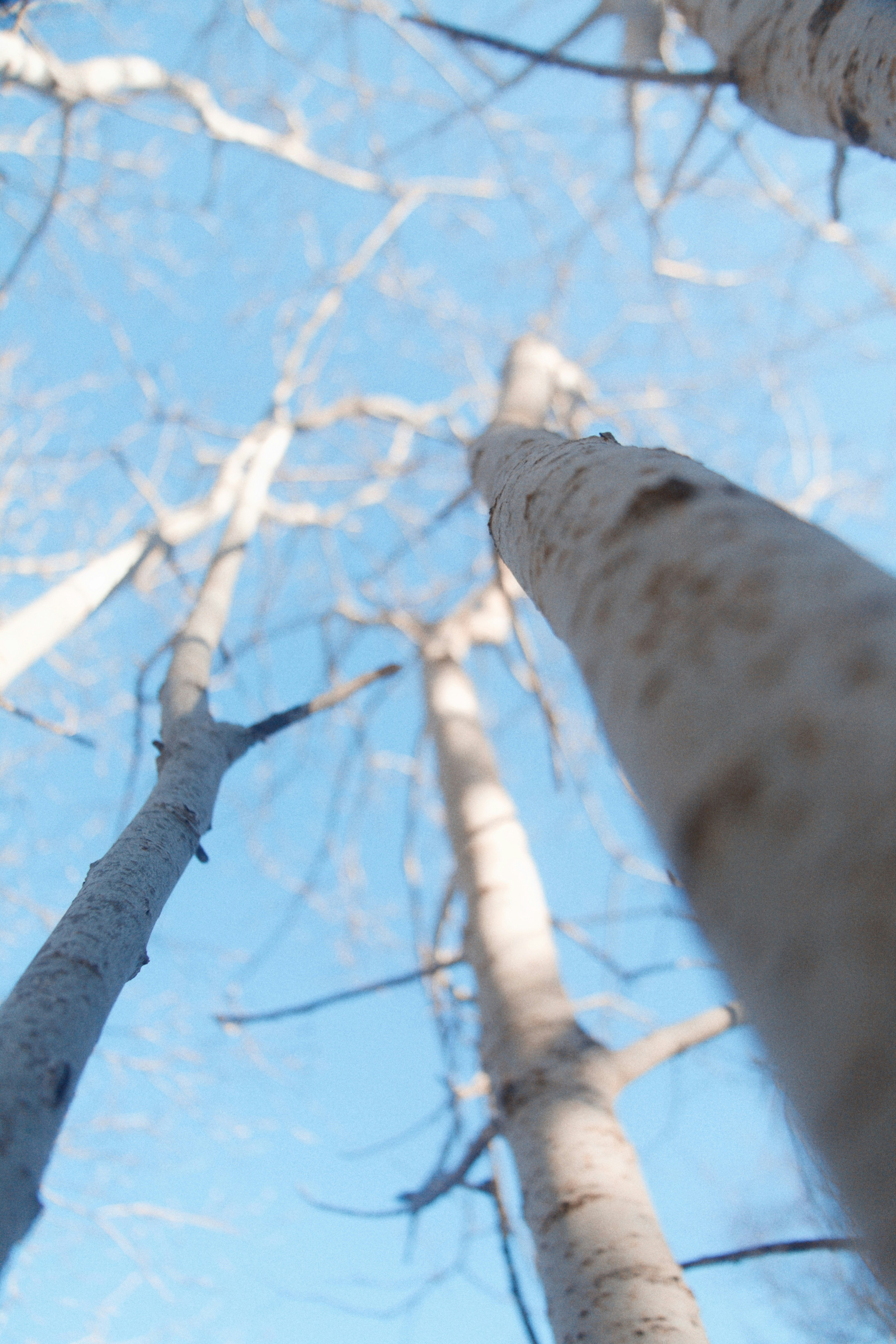 Canted Skyward: A Forest of Pale Trunks Reaching into Blue