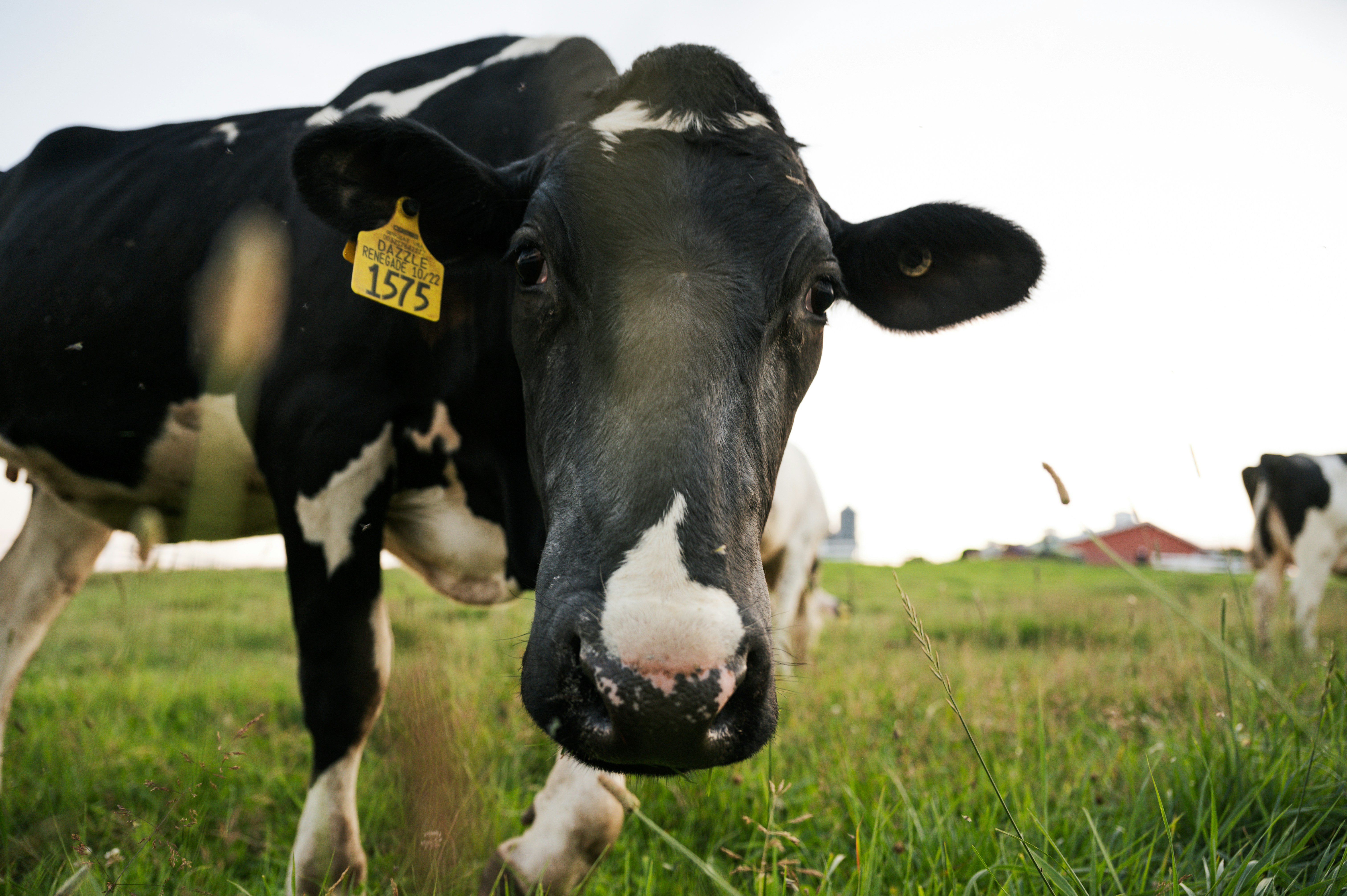 Close-Up Curiosity: A Holstein Gaze in a Sunny Pasture