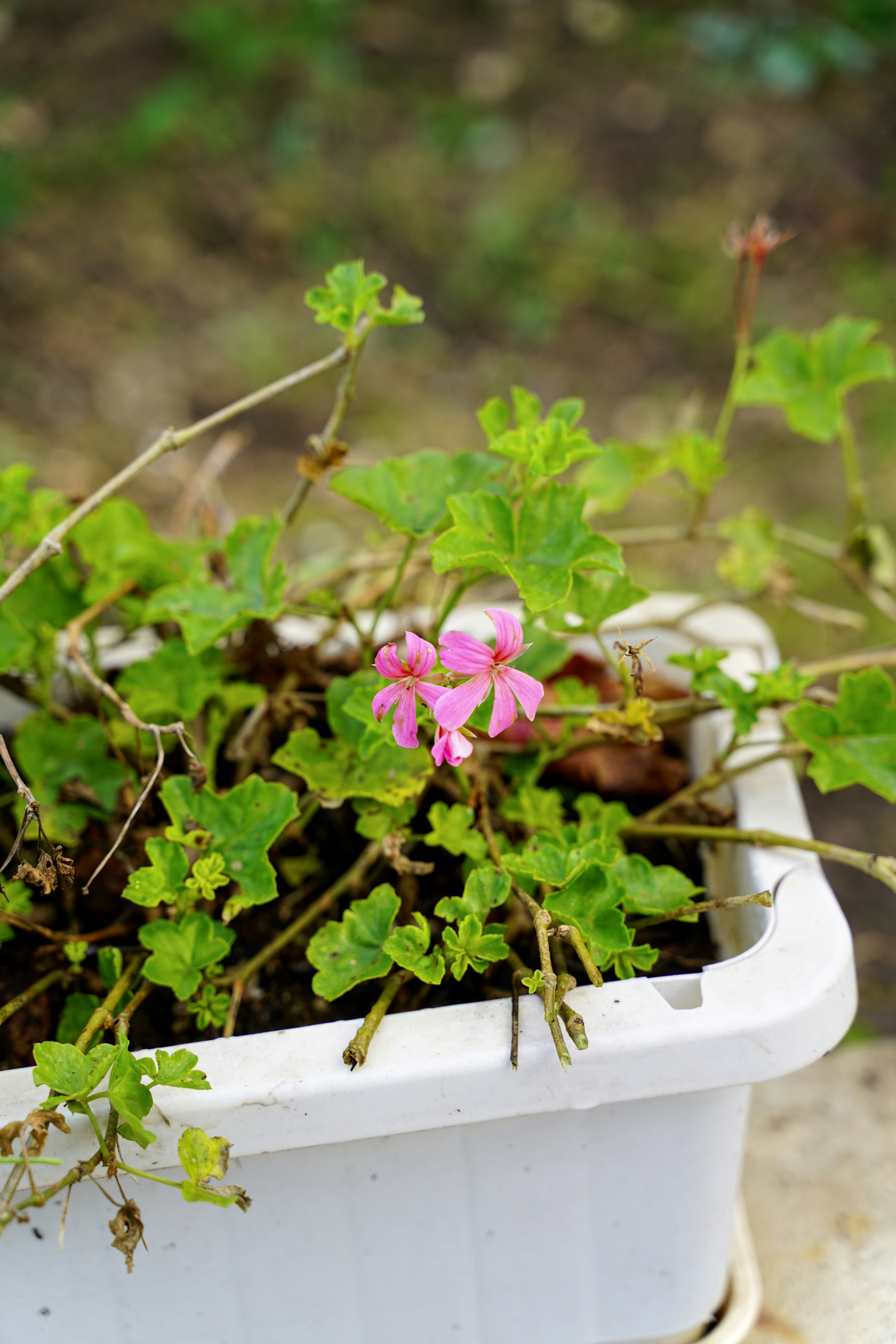 Bloom Amid the Weekend Planters