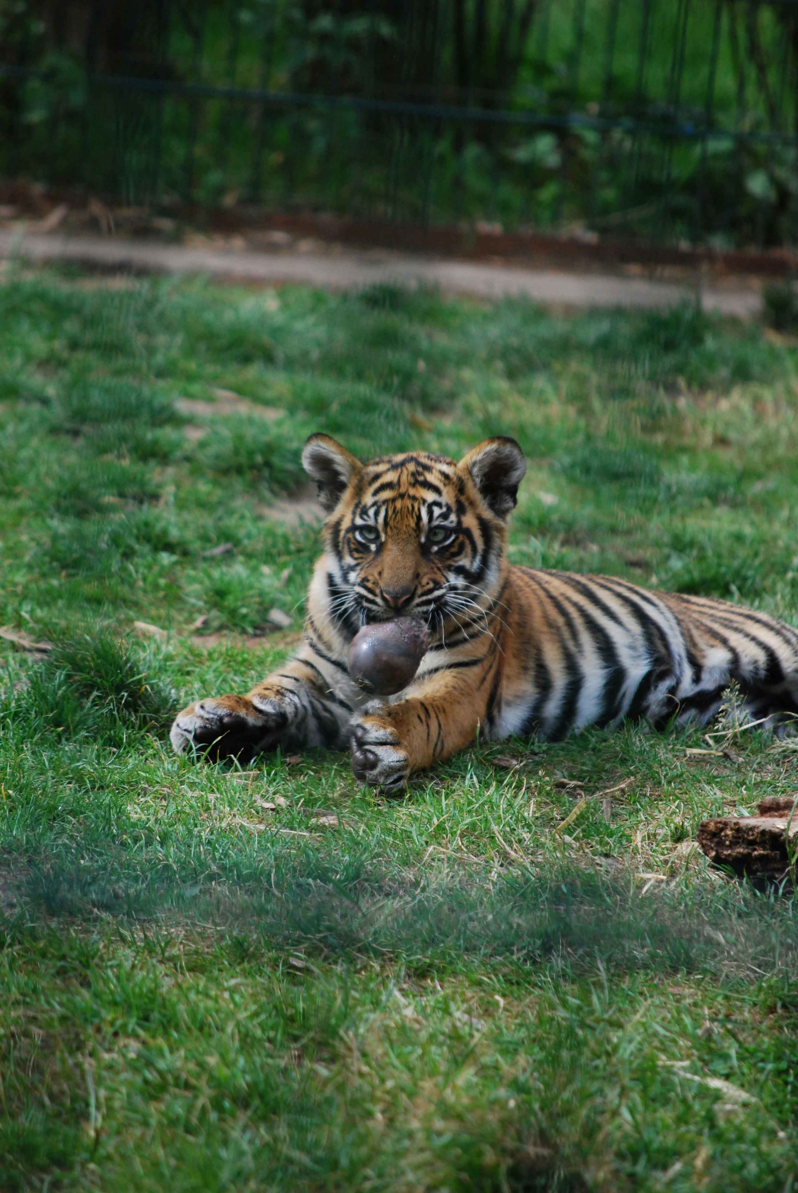 Tiger Cub at Rest: A Close-Up in the Grass