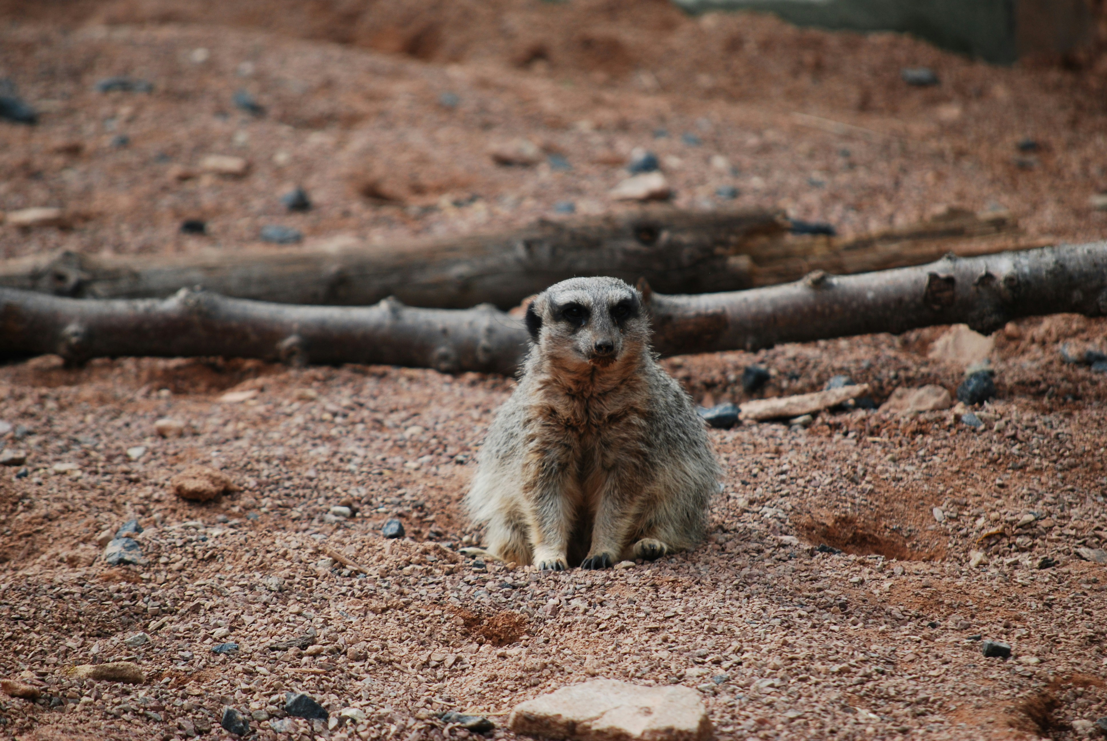 Meerkat Sentinel on Ember Beach: A Quiet Pause Among Pebbles
