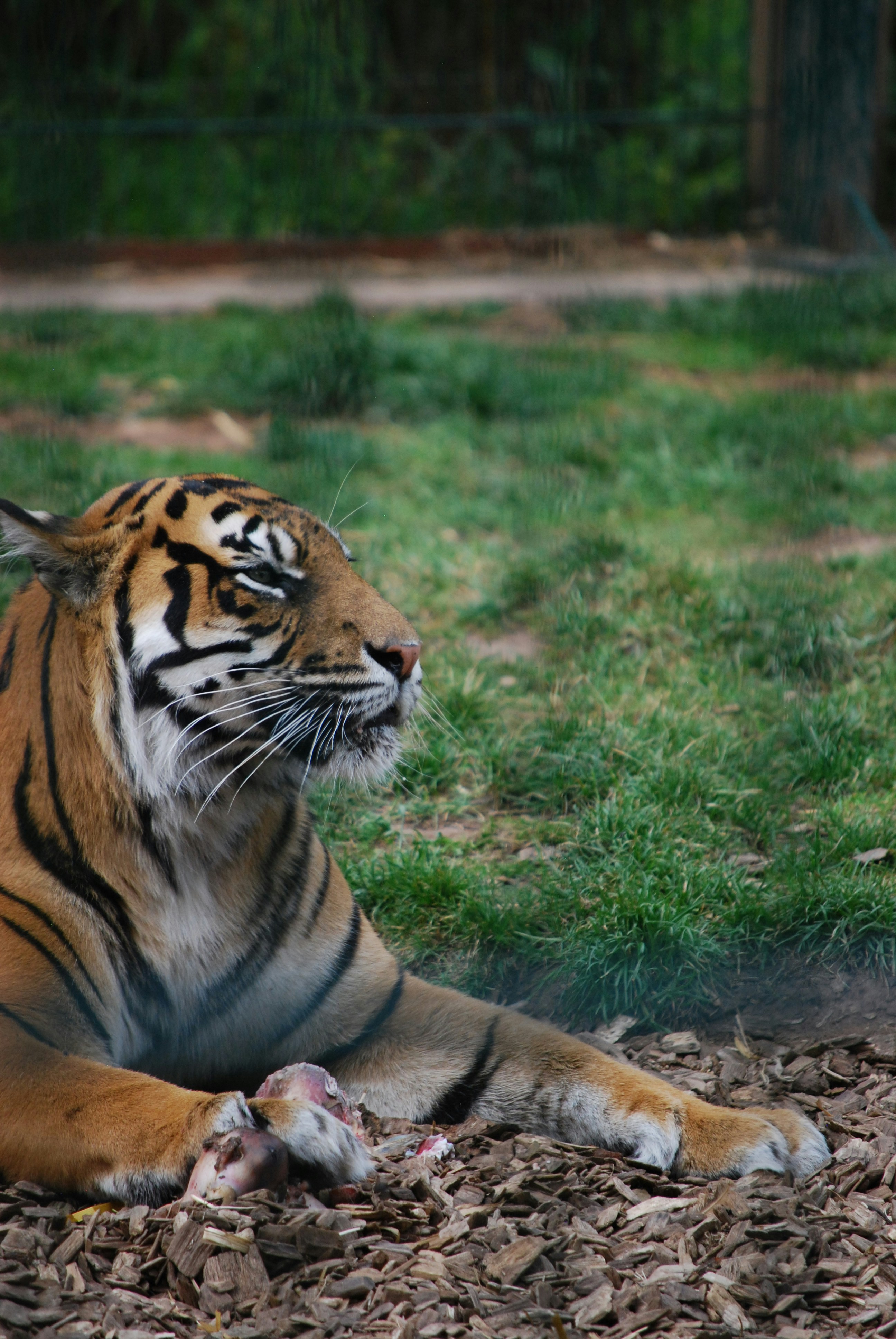 Tiger at Rest: A Quiet Moment in the Enclosure