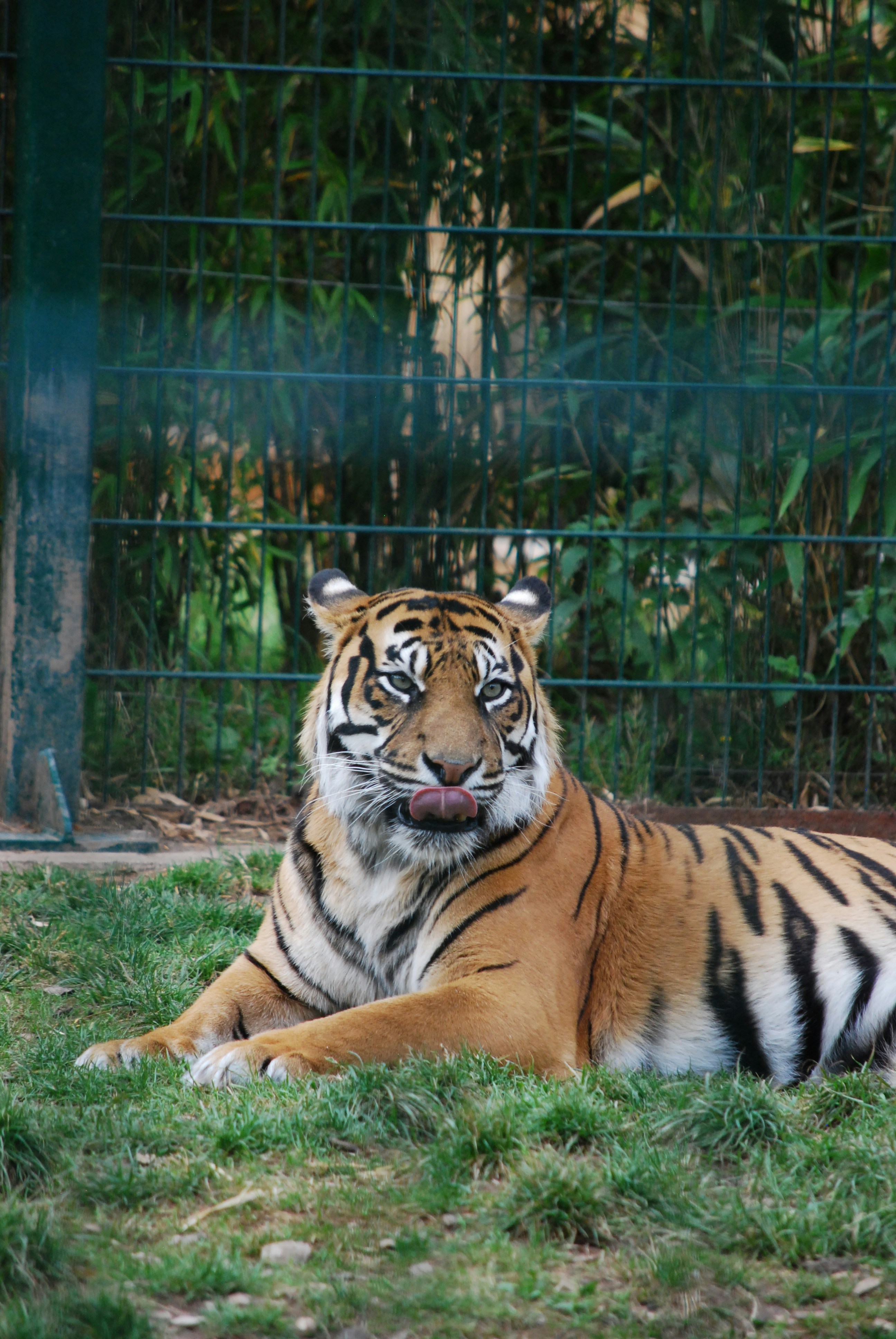 Lounge King: Tiger Resting in a Shaded Enclosure