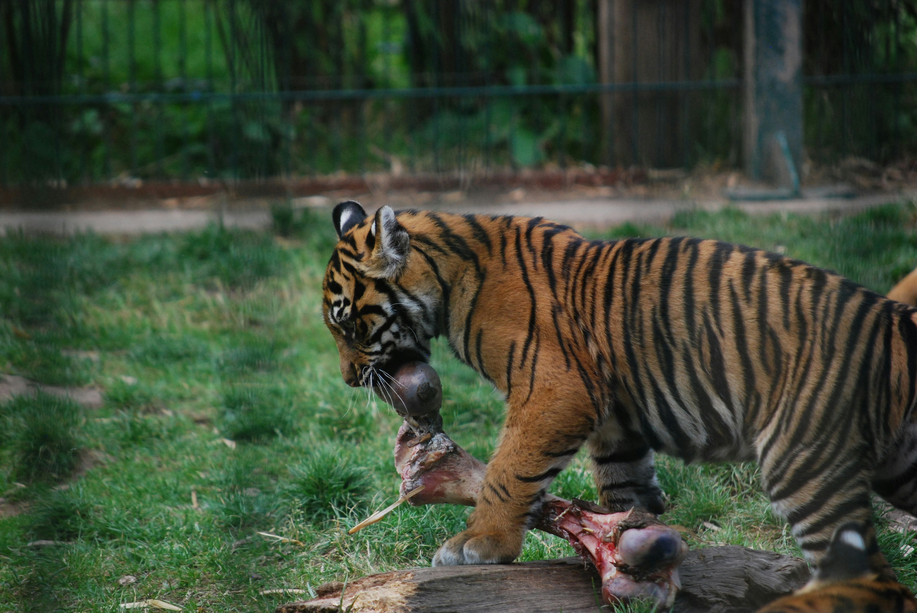 Tiger Cub on a Log: A Tender Moment in a Green Enclosure