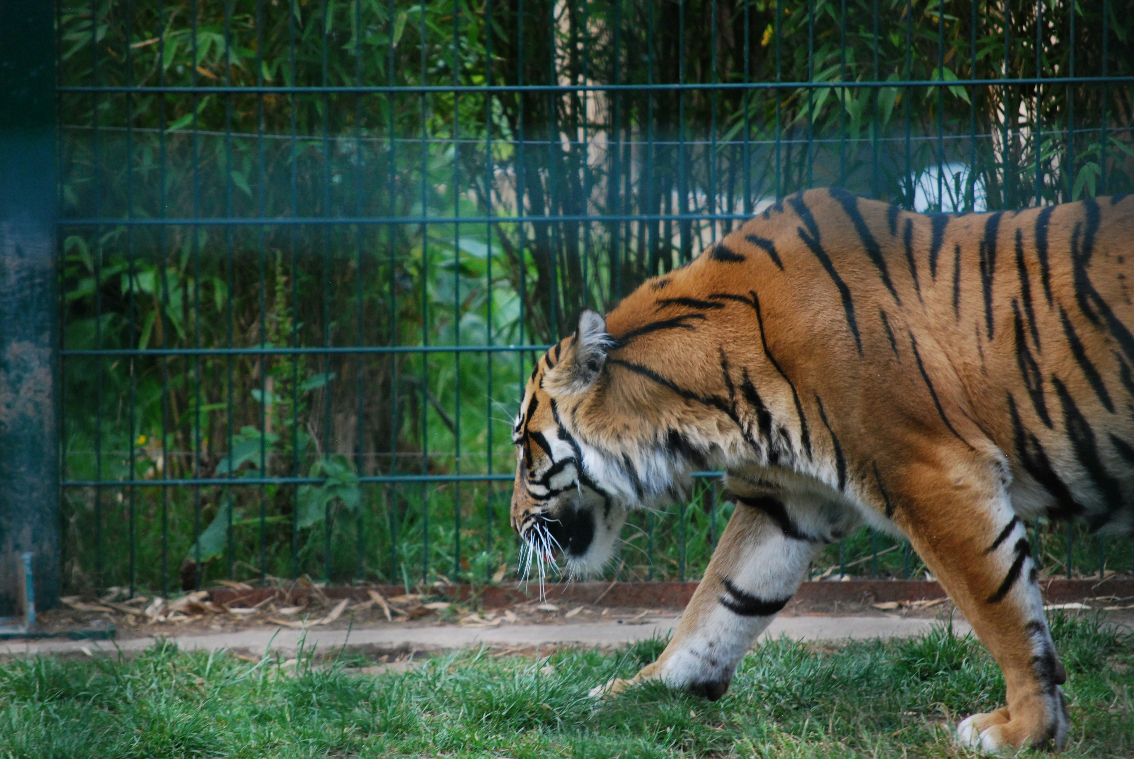 Tiger in a Quiet Walk: Narrow Focus on Stripes and Gait