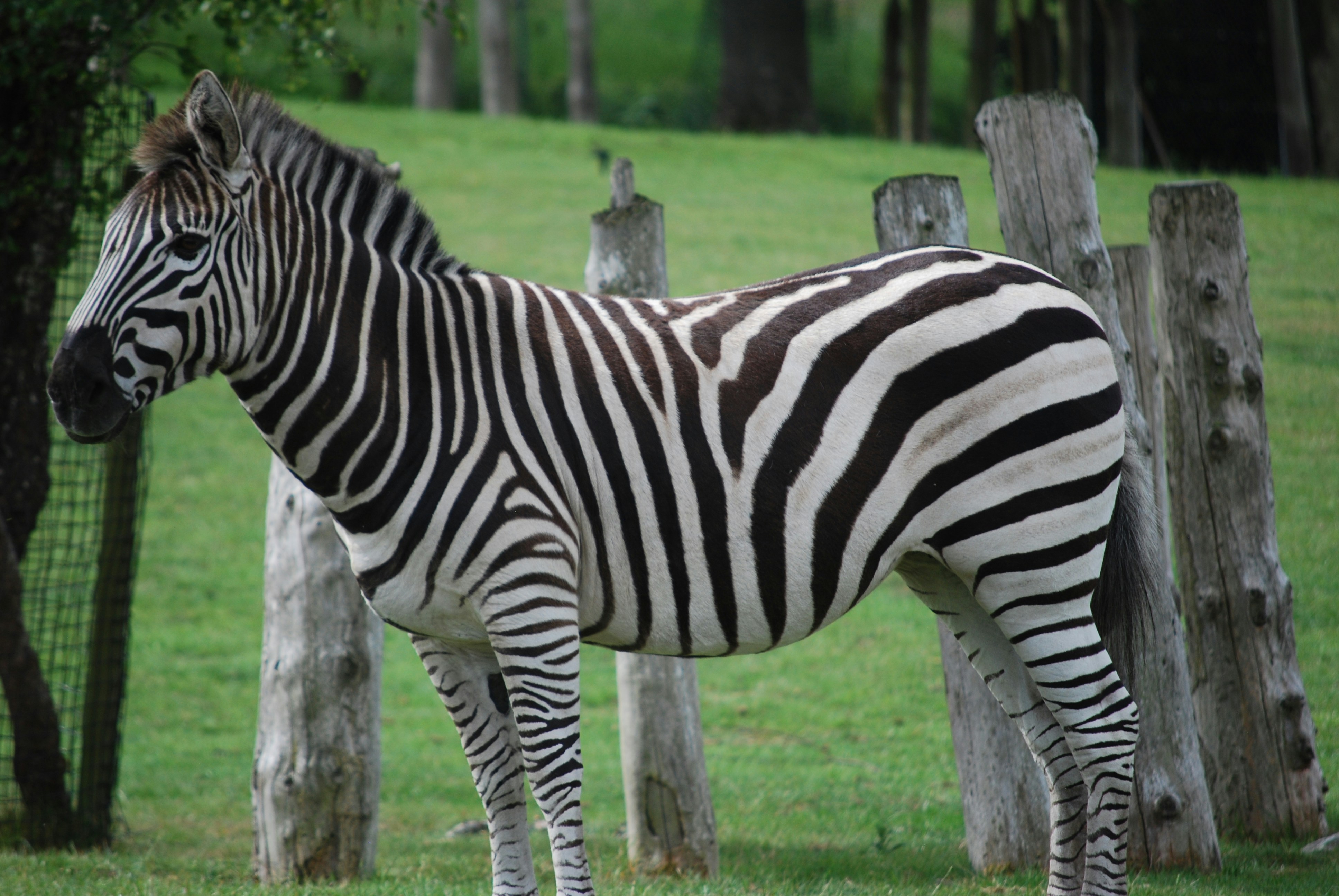 Zebra in a Weathered Paddock