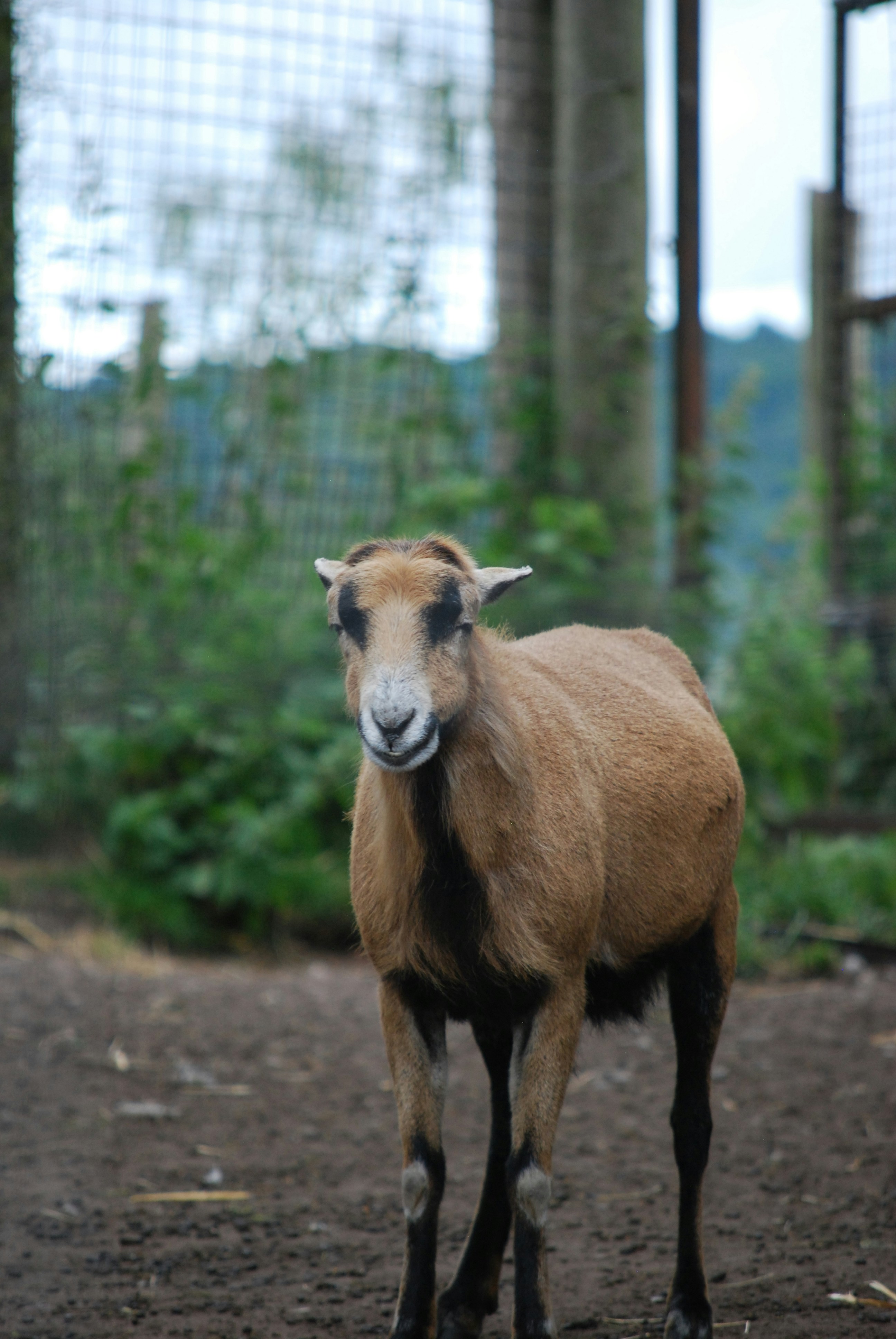 Portrait of a Stocky Goat in a Farmyard Frame