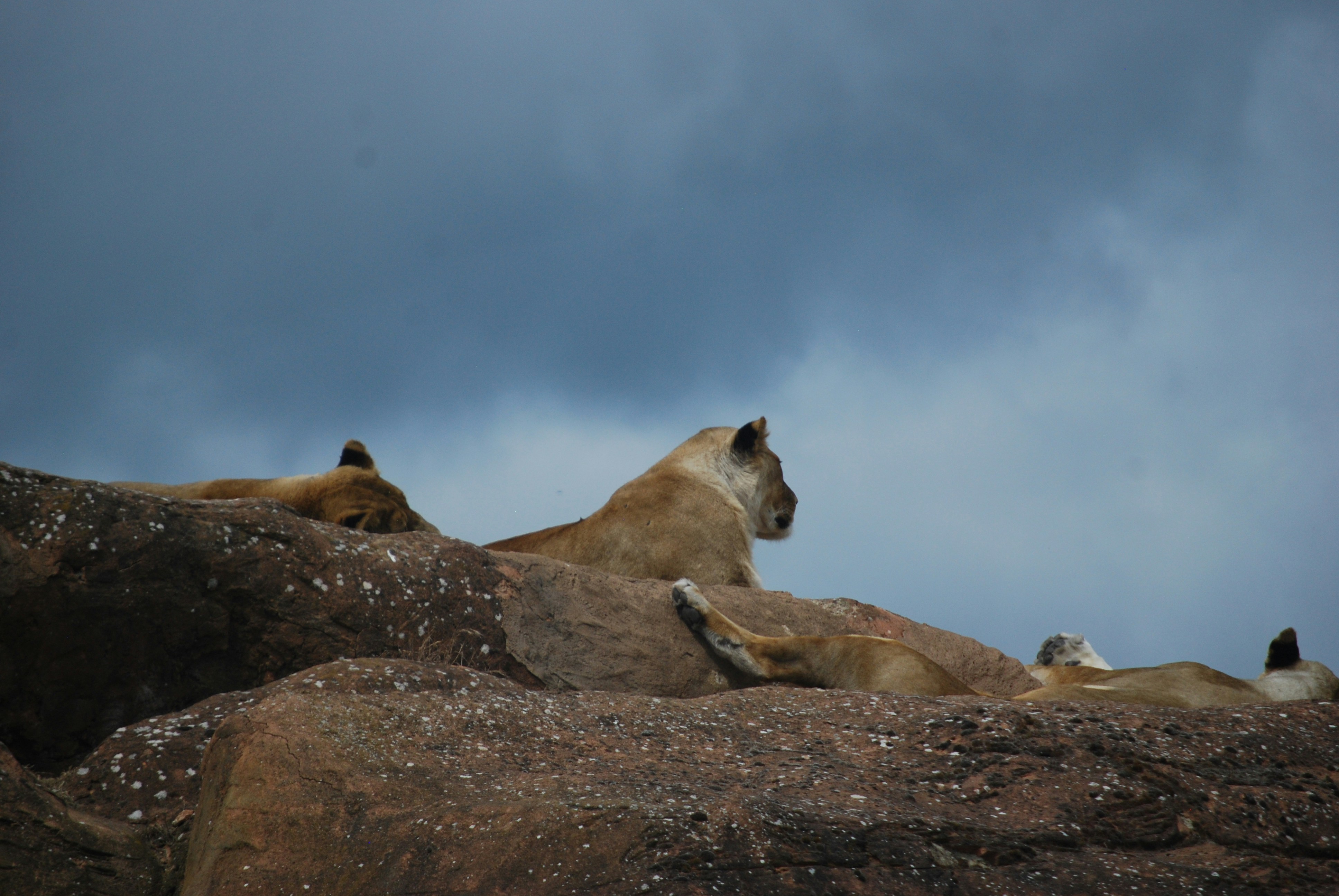Horizon Herd: Lions of the Rocky Ridge