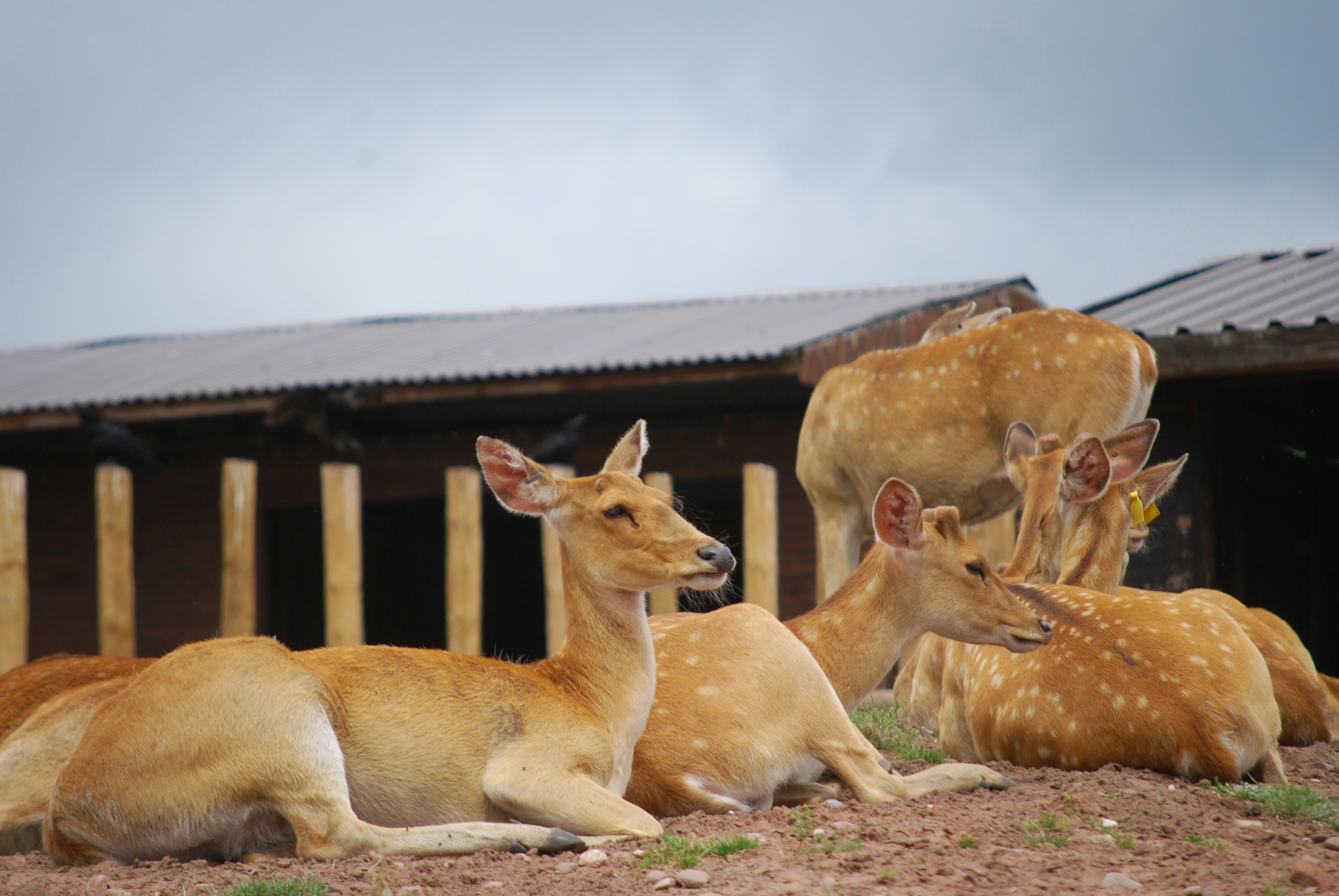 Tranquil Herd Resting by a Shaded Barn Under a Cloudy Sky