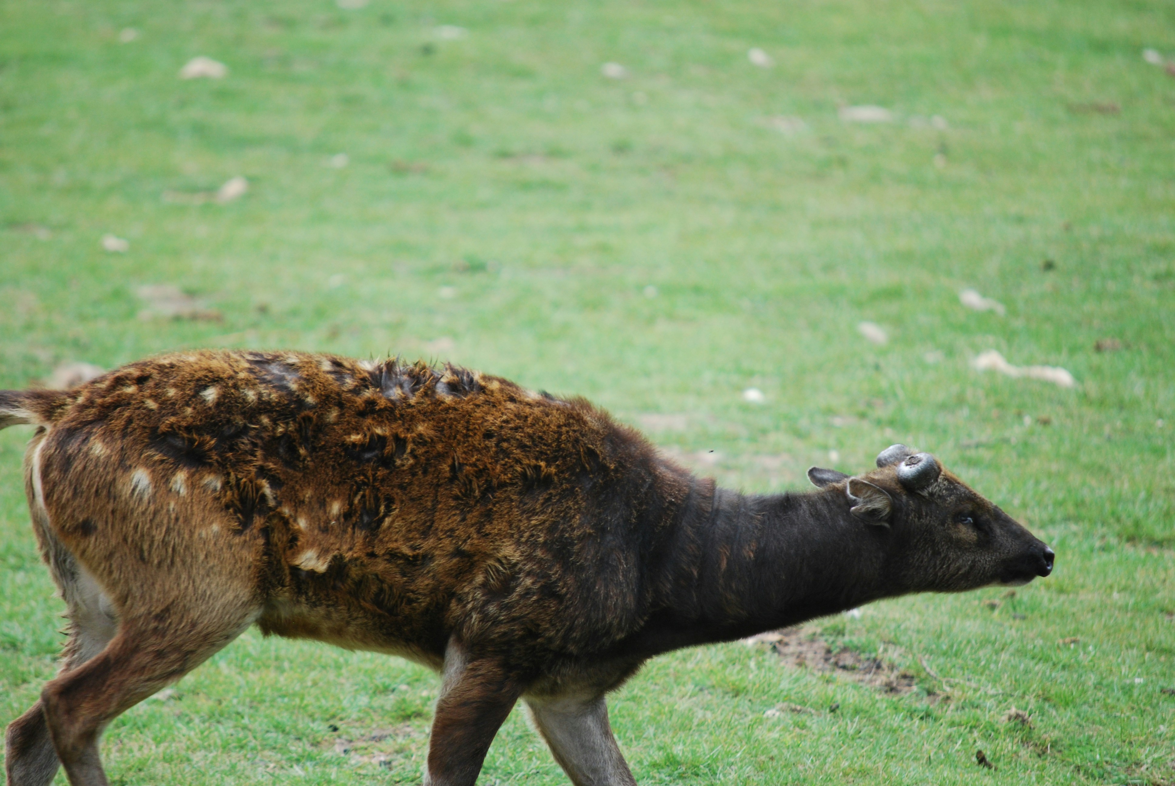 Lonely Stride: A Lone Yapro Wild Boar Crossing a Lawn