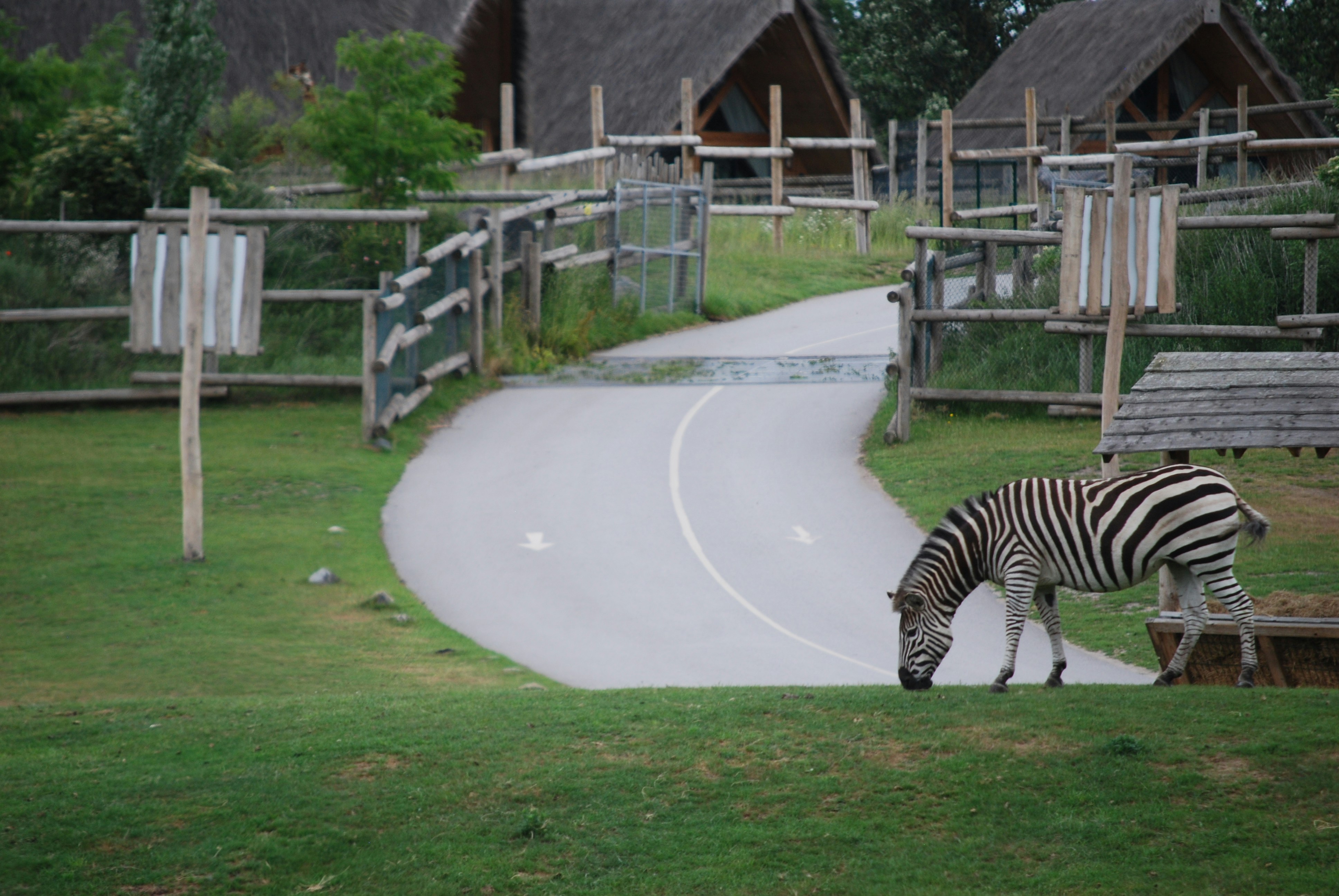 Zebra by the Farm Gate: A Quiet Grazing Moment