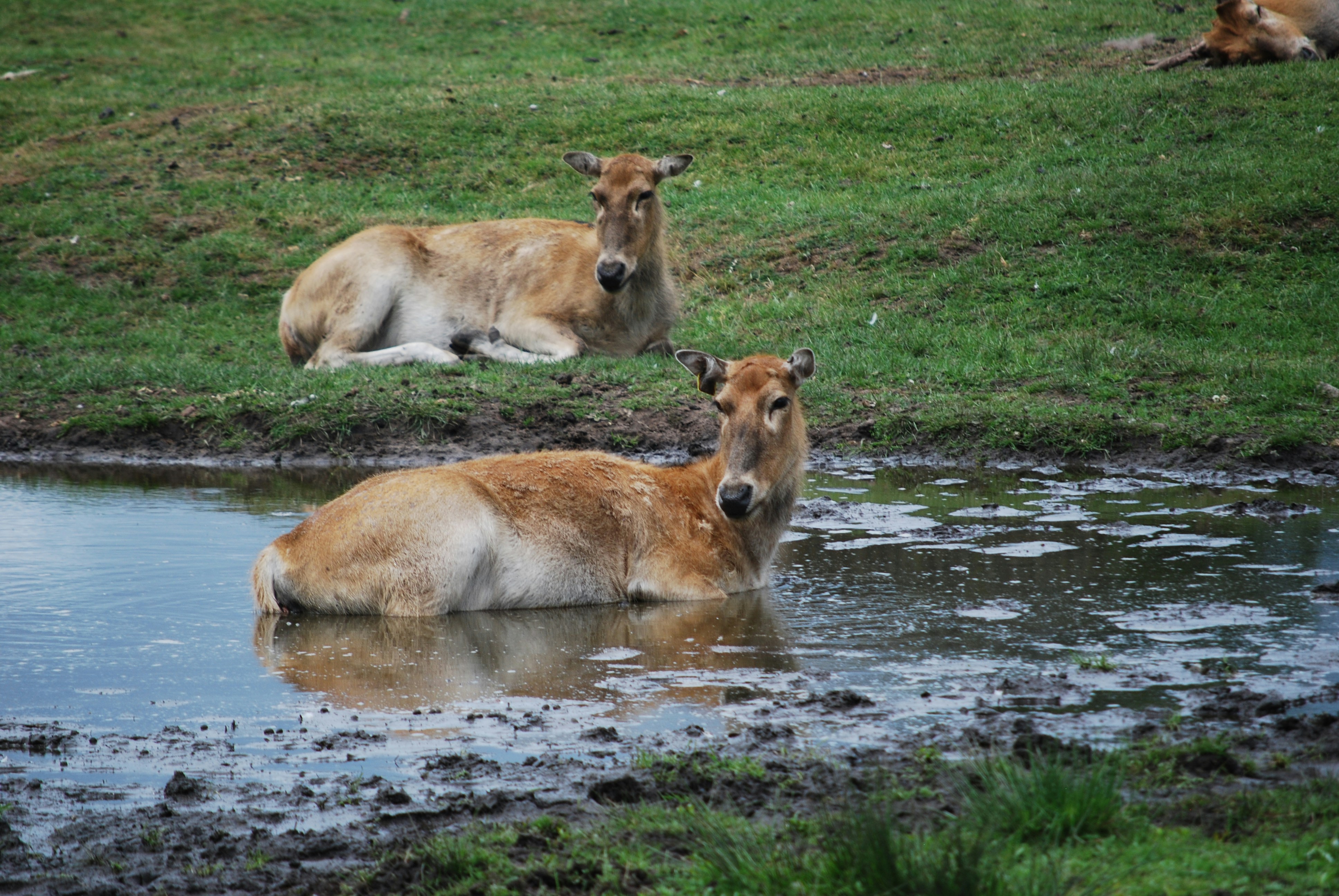 Two resting antelopes by a muddy waterhole