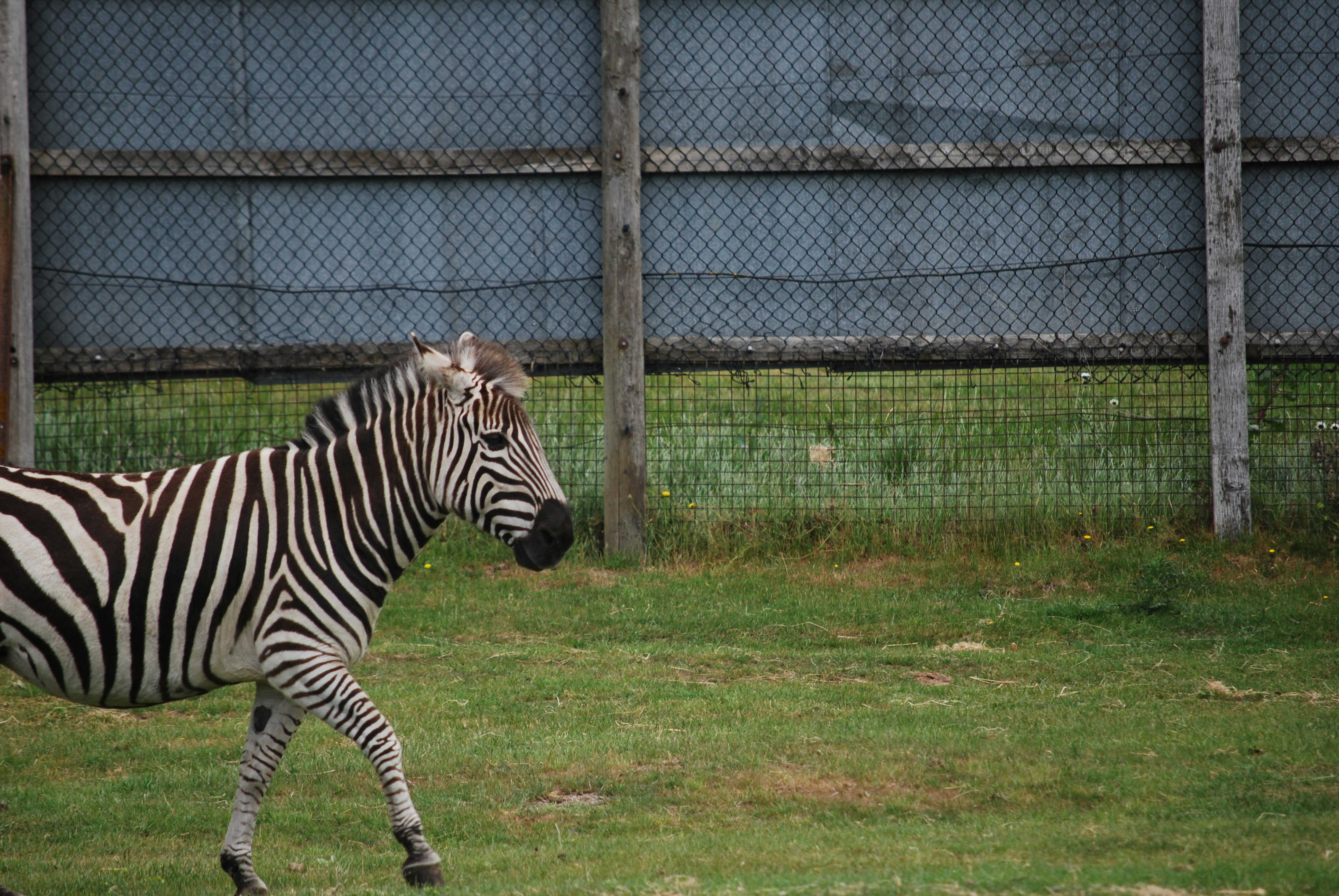 Zebra in Midstride Along Grass Patch Beneath a Park Fence