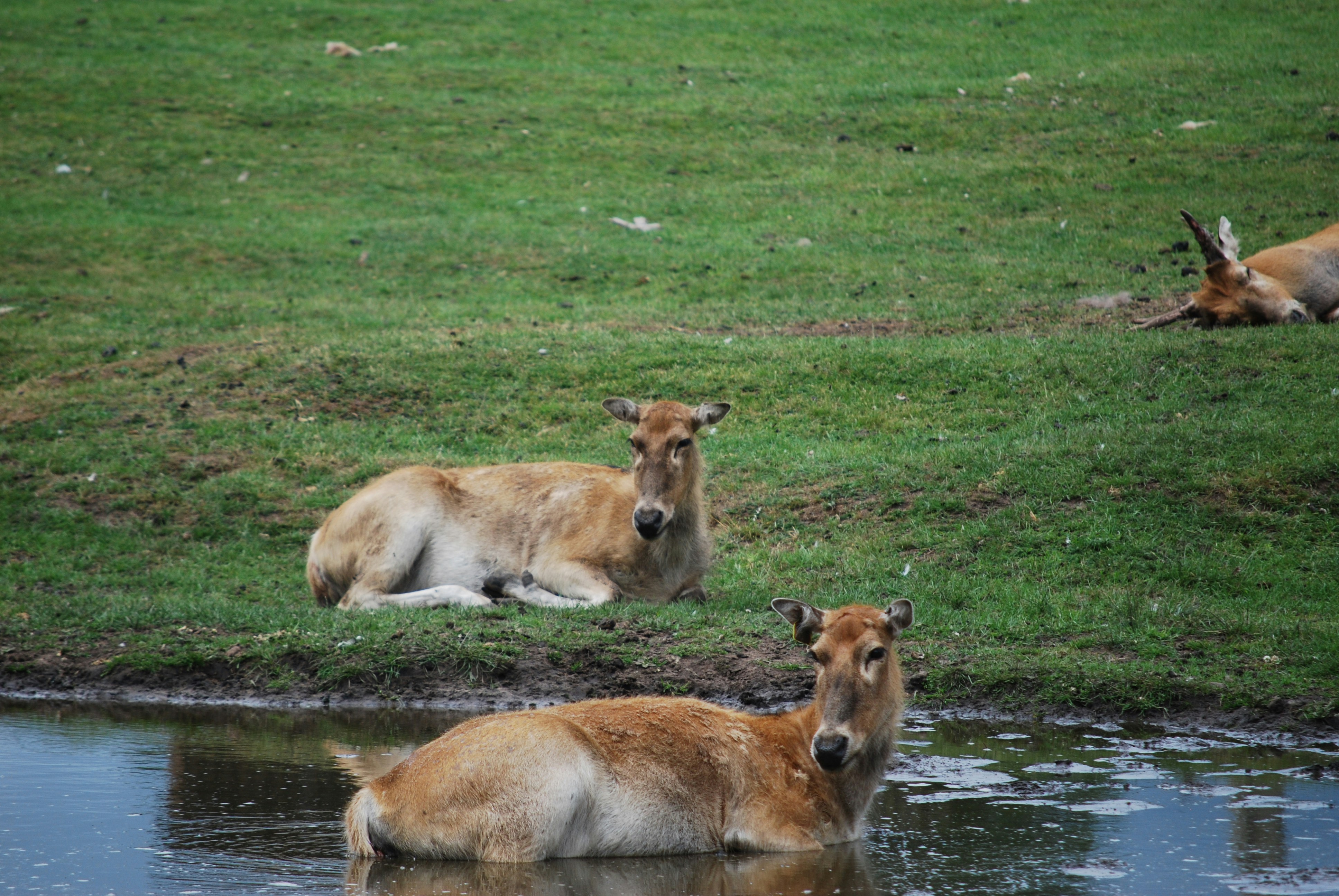 Refuge by the Pond: A Trio of Deer Resting at Water’s Edge