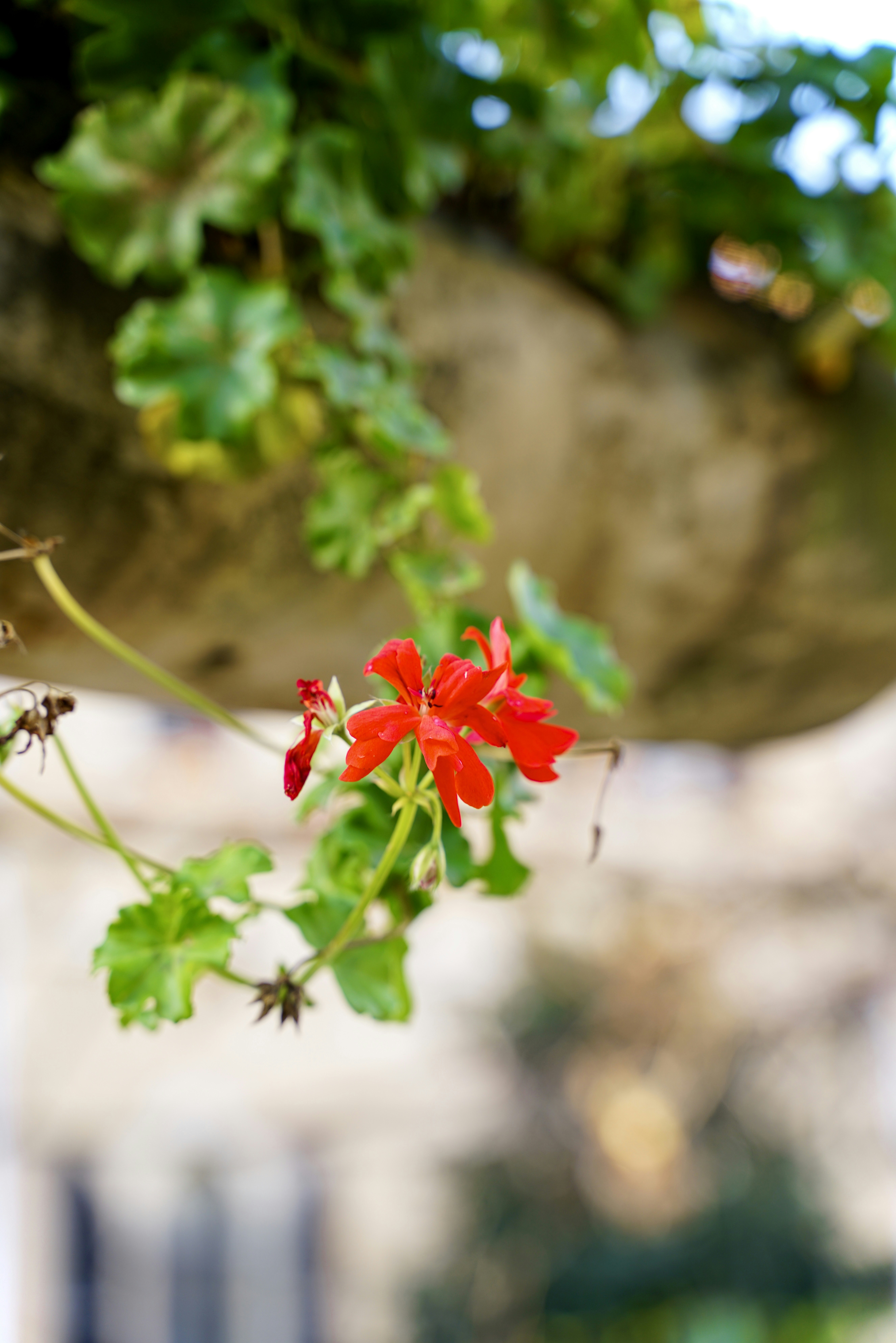Red Geranium on a Sunlit Vine with a Blurred Stone Archway Backdrop