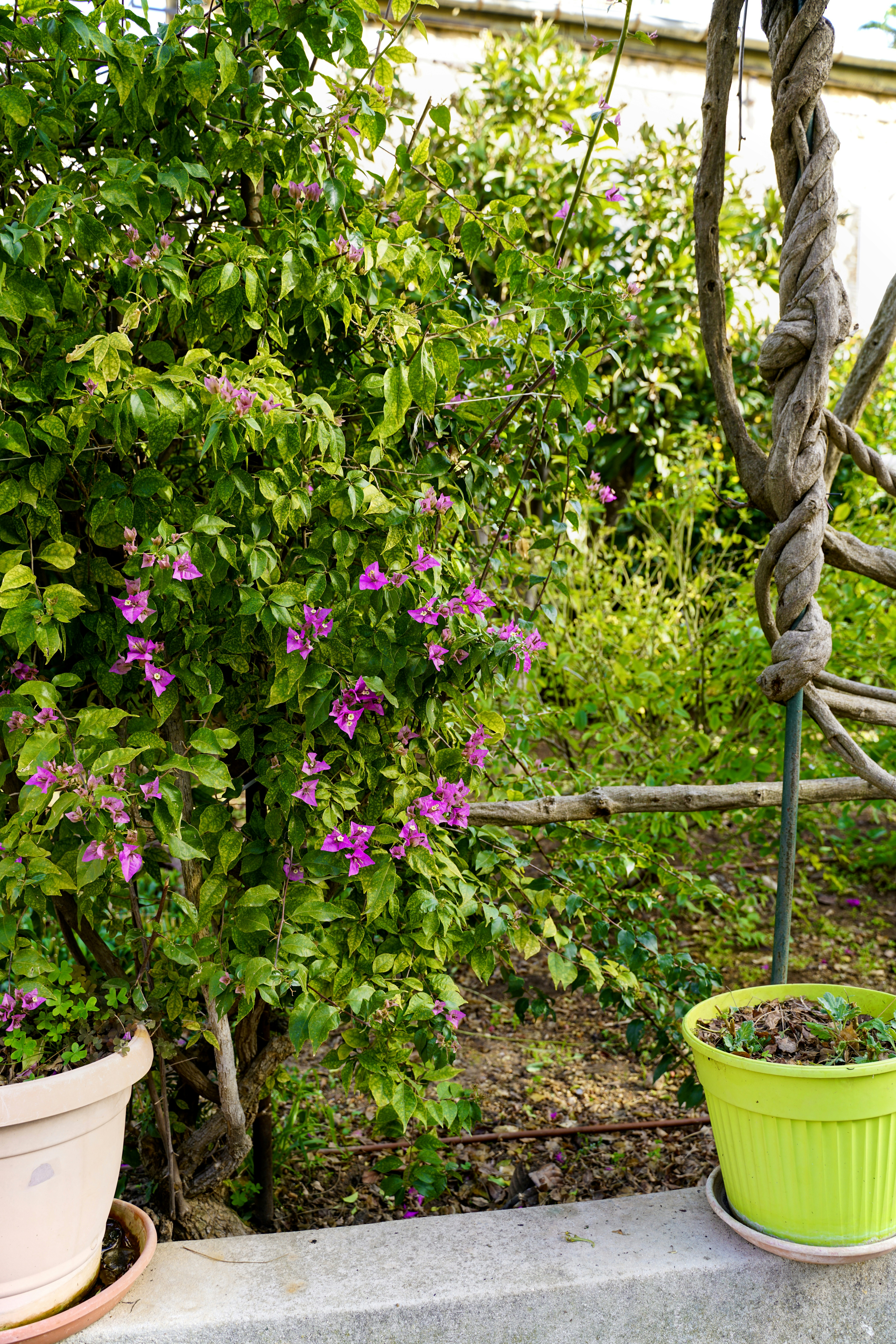 Greenery and Pink Blooms Framing a Rustic Balcony Scene