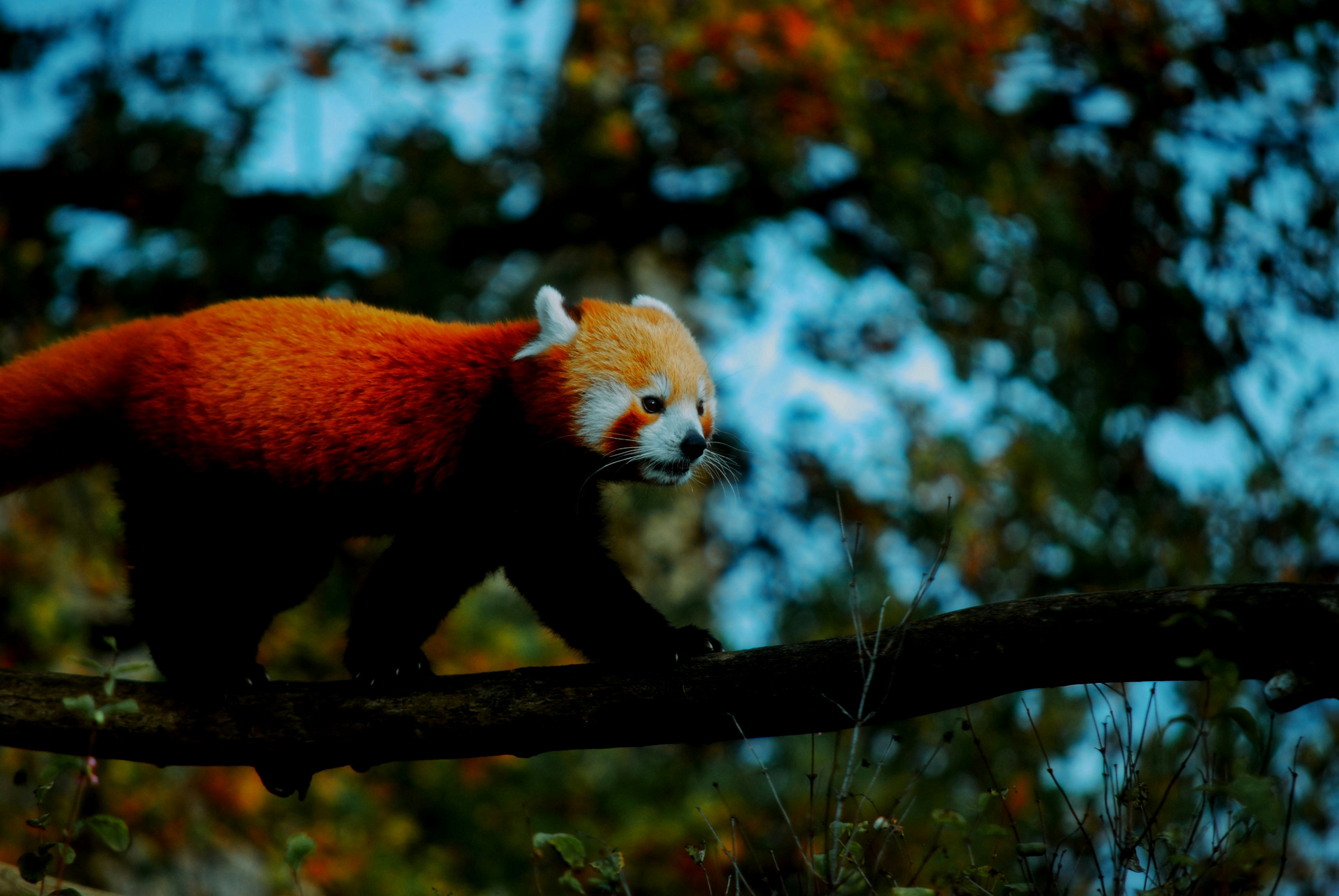 Red Panda Trek: A Low-Altitude Stroll Across a Fallen Log