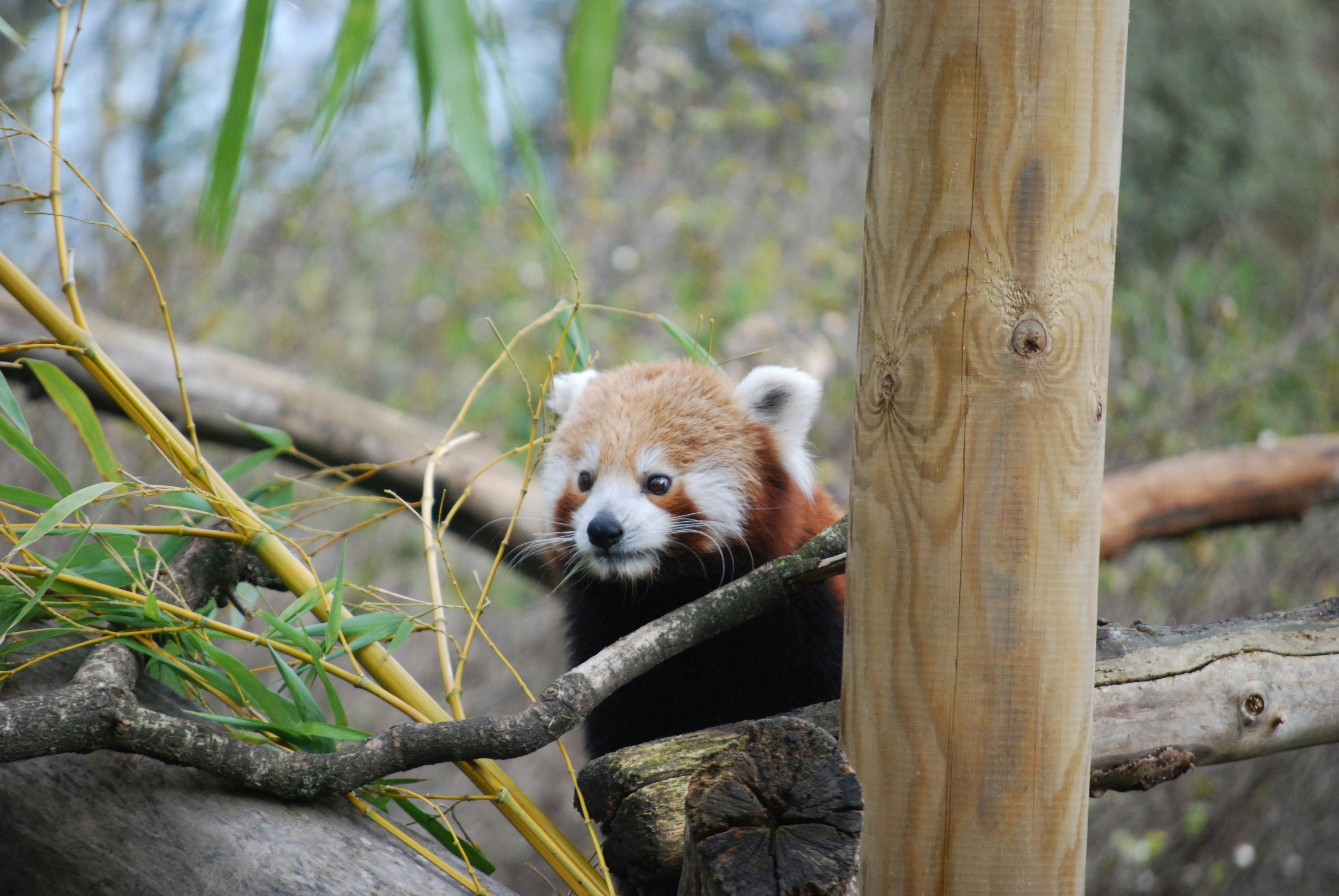 Curious Red Panda Amid Bamboo and Wood