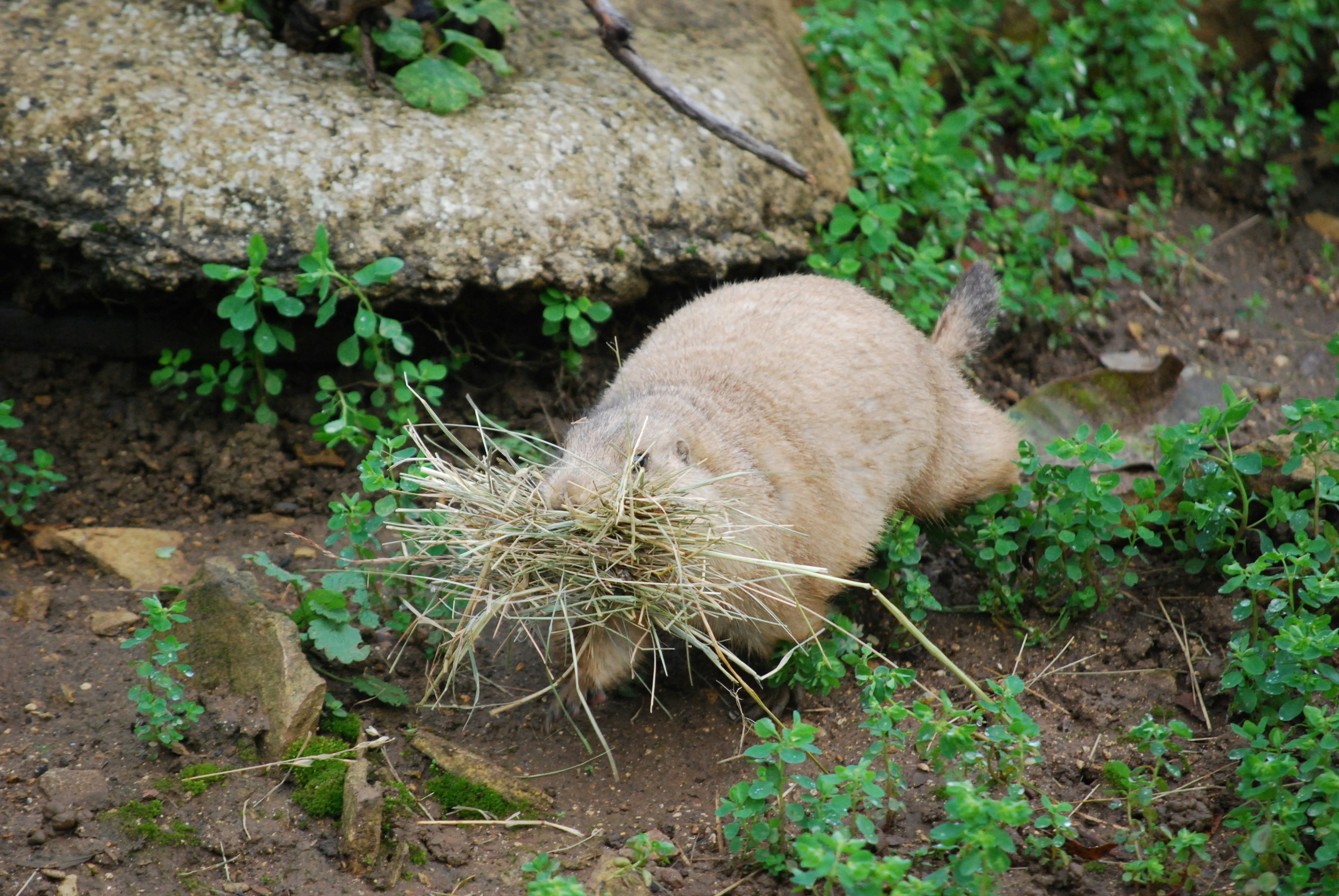 Tail in the Grass: A Grounded Moment with a Buried Bunny