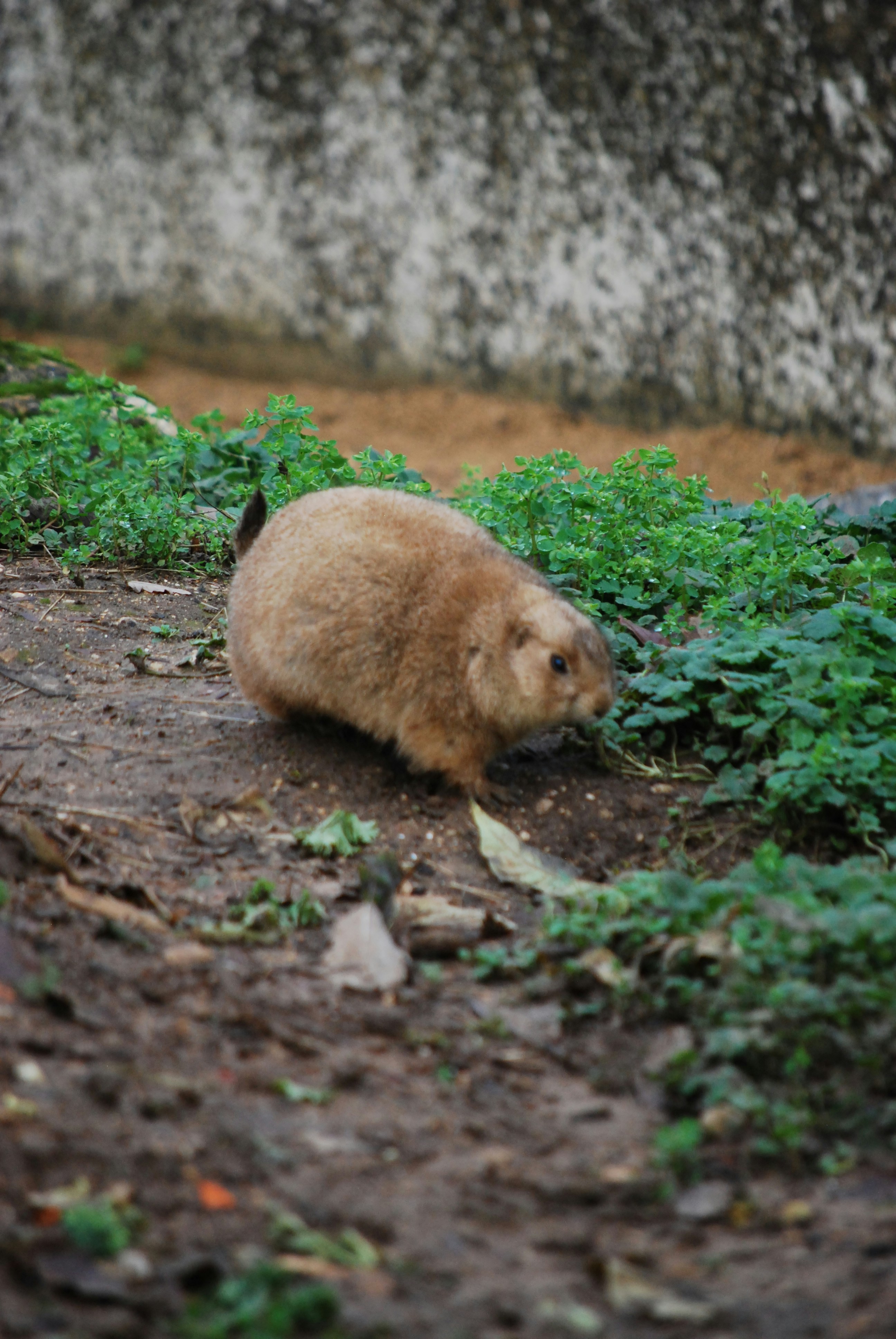 Tiny Defender of the Garden: A Curious Pika Amid Greenery