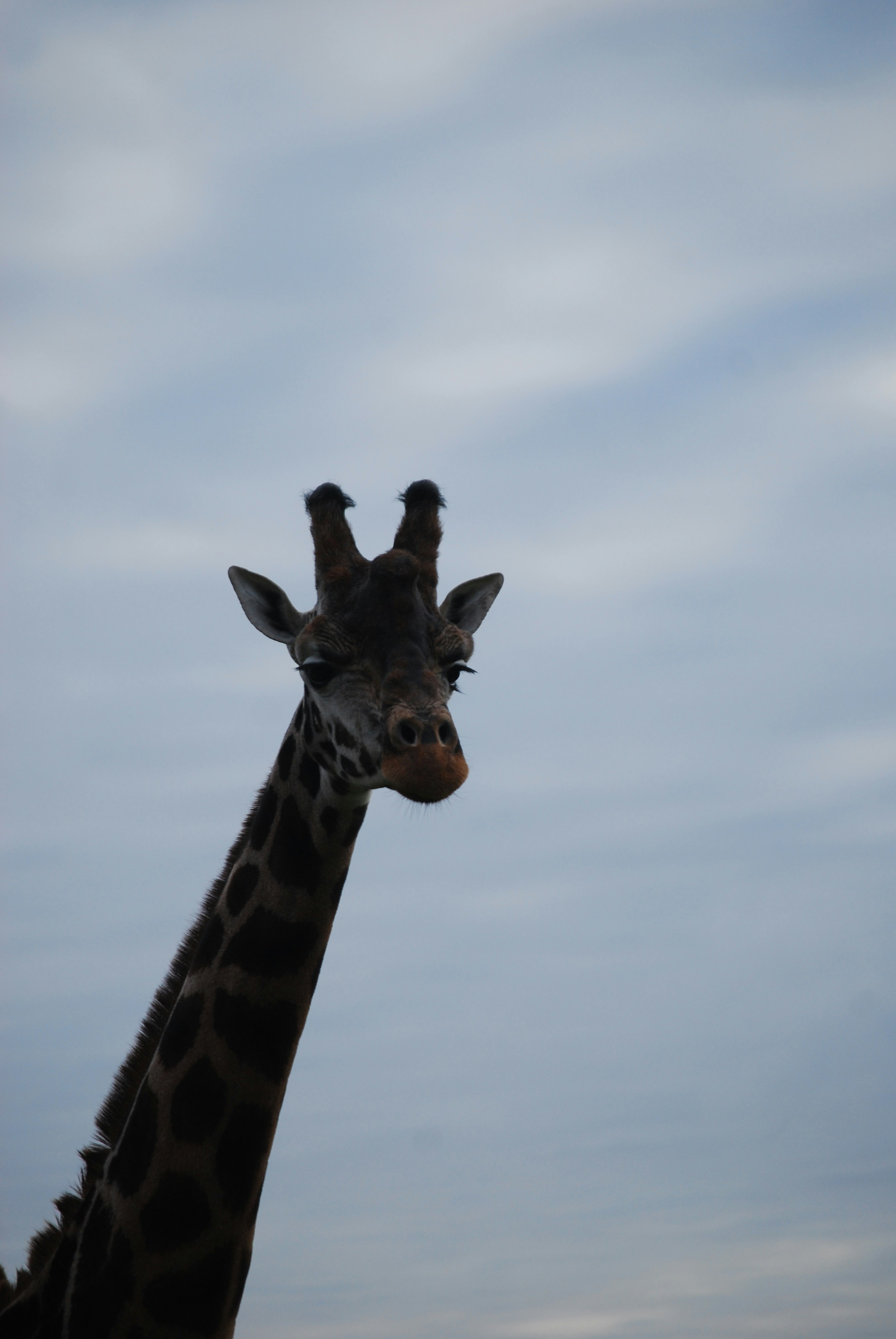 Giraffe Listener Under a Vast Sky