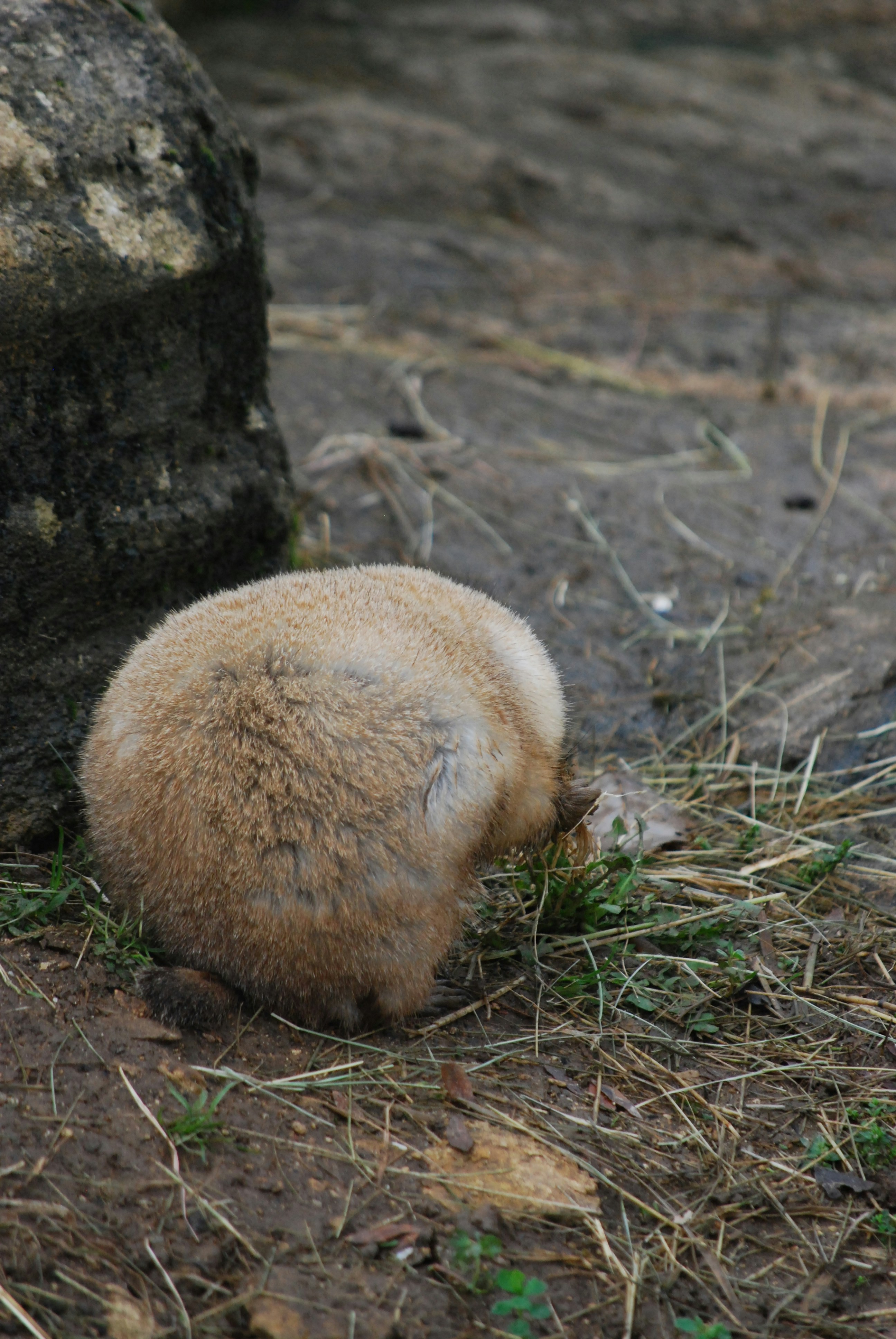 Hidden Morning Posterior: A Fuzzy Ball in Quiet Ground
