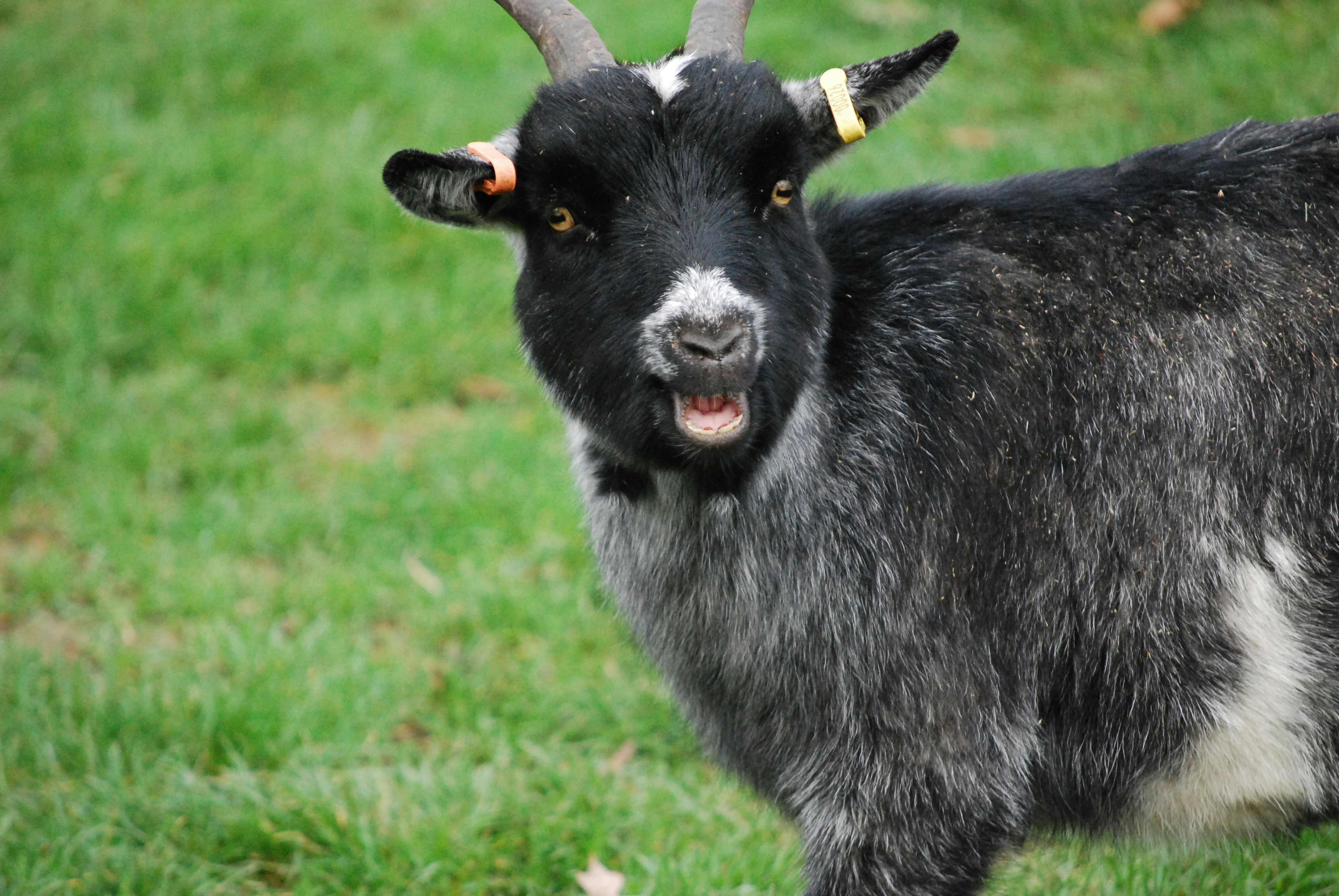 Curious Goatening: A Close-Up of a Grazer's Expressive Gaze
