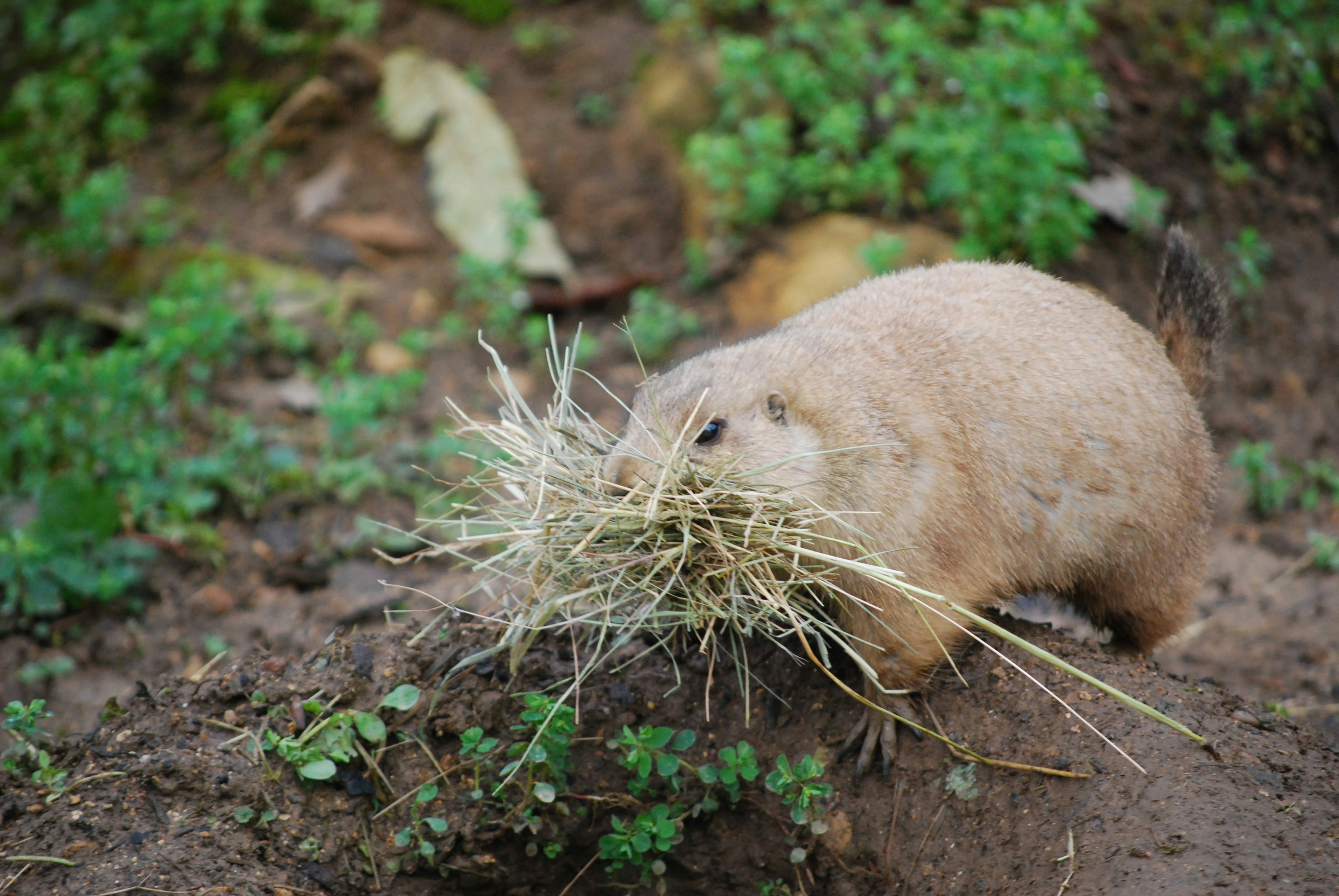 Brushy Burrow Snack: A Pika-like Mammal Nuzzles a Tuft of Dry Grass