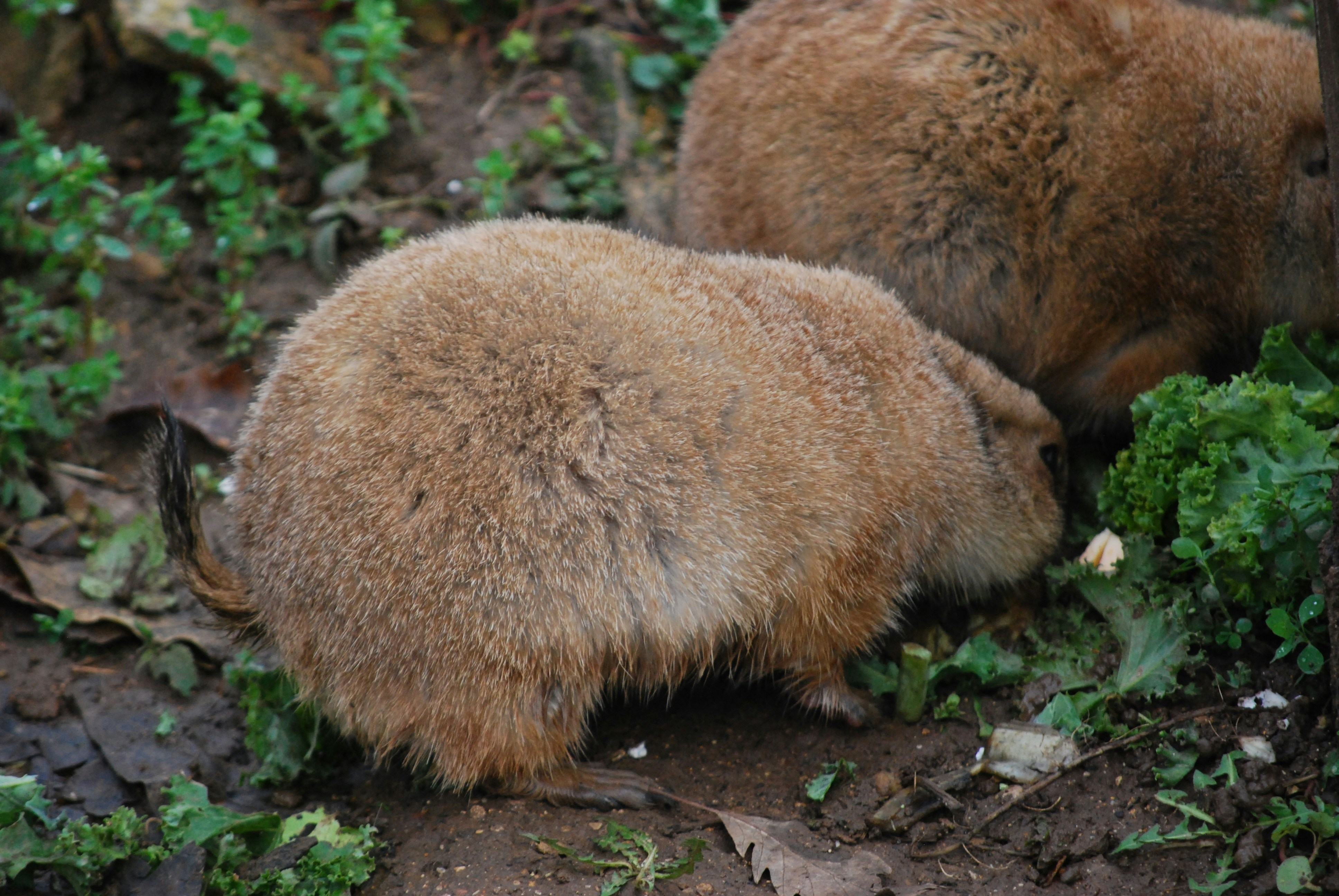 Hidden Watcher: A Pair of Prairie Marmots in Quiet Woodland