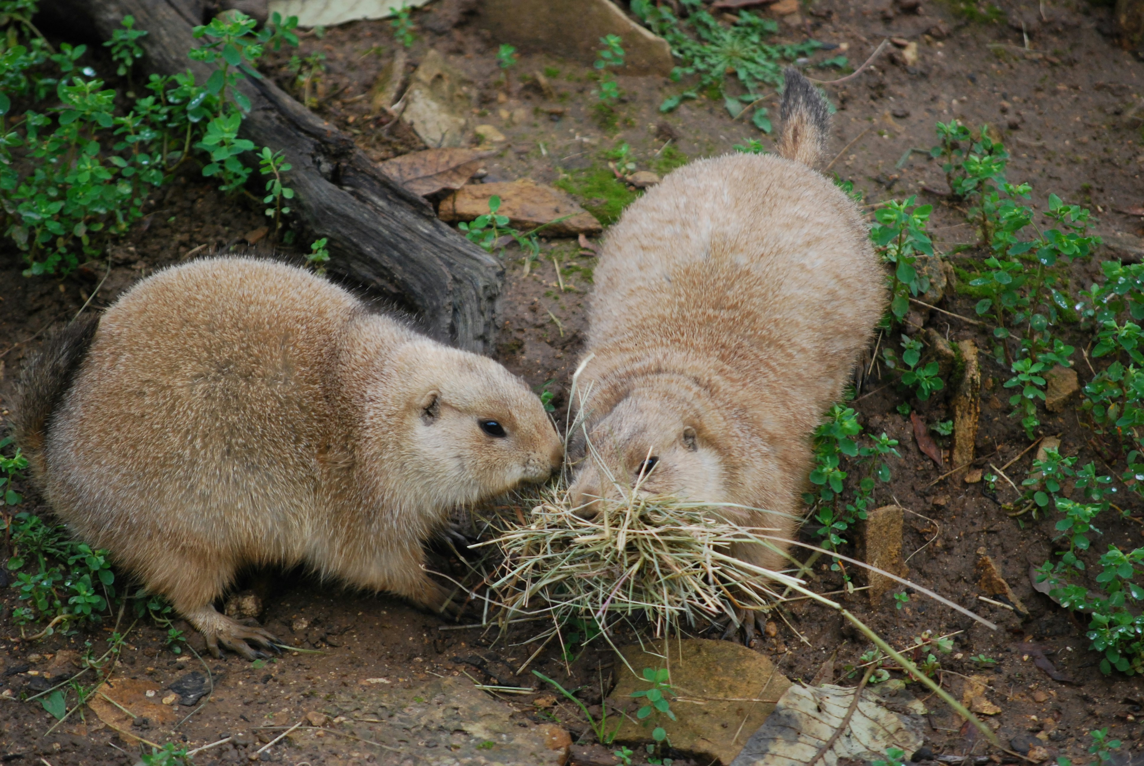 Nibbling Companions: A Pair of Pika-like Rodents Share a Ceased Stalk