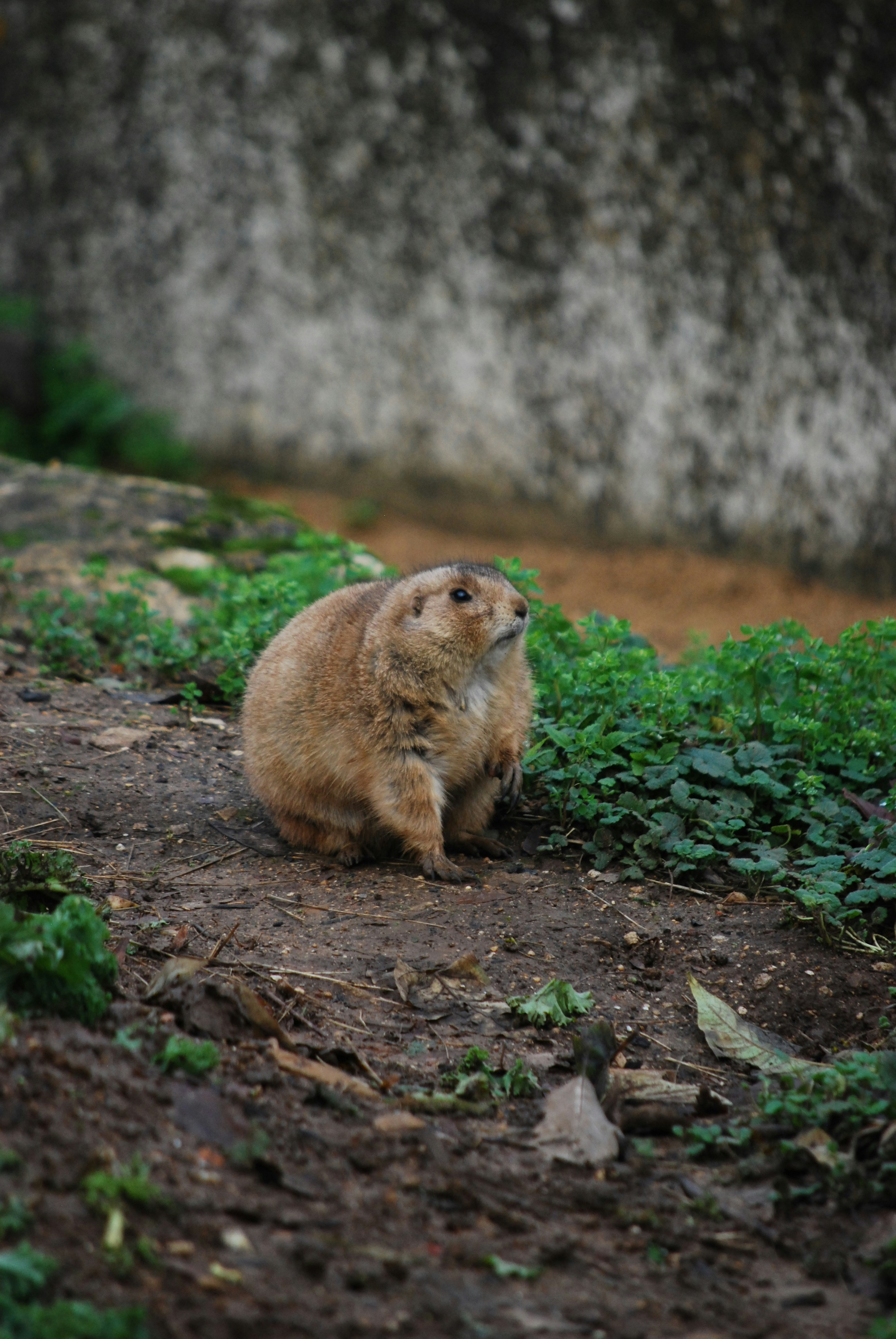 Grounded in Gaze: A Prairie Dwarf Carving a Moment of Stillness