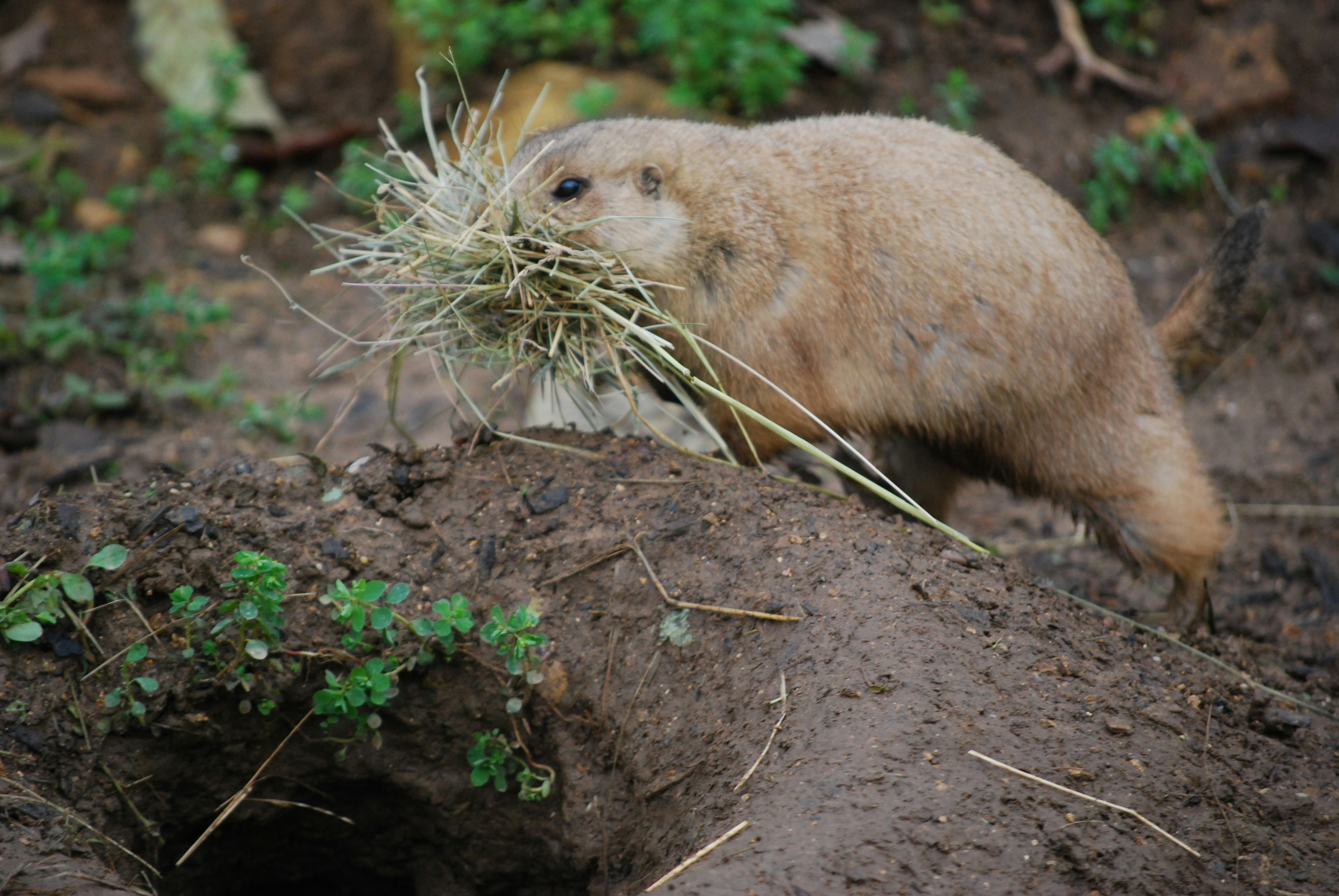 Marmot's Burrow Break: Nutty Encounter on a Dirt Ridge