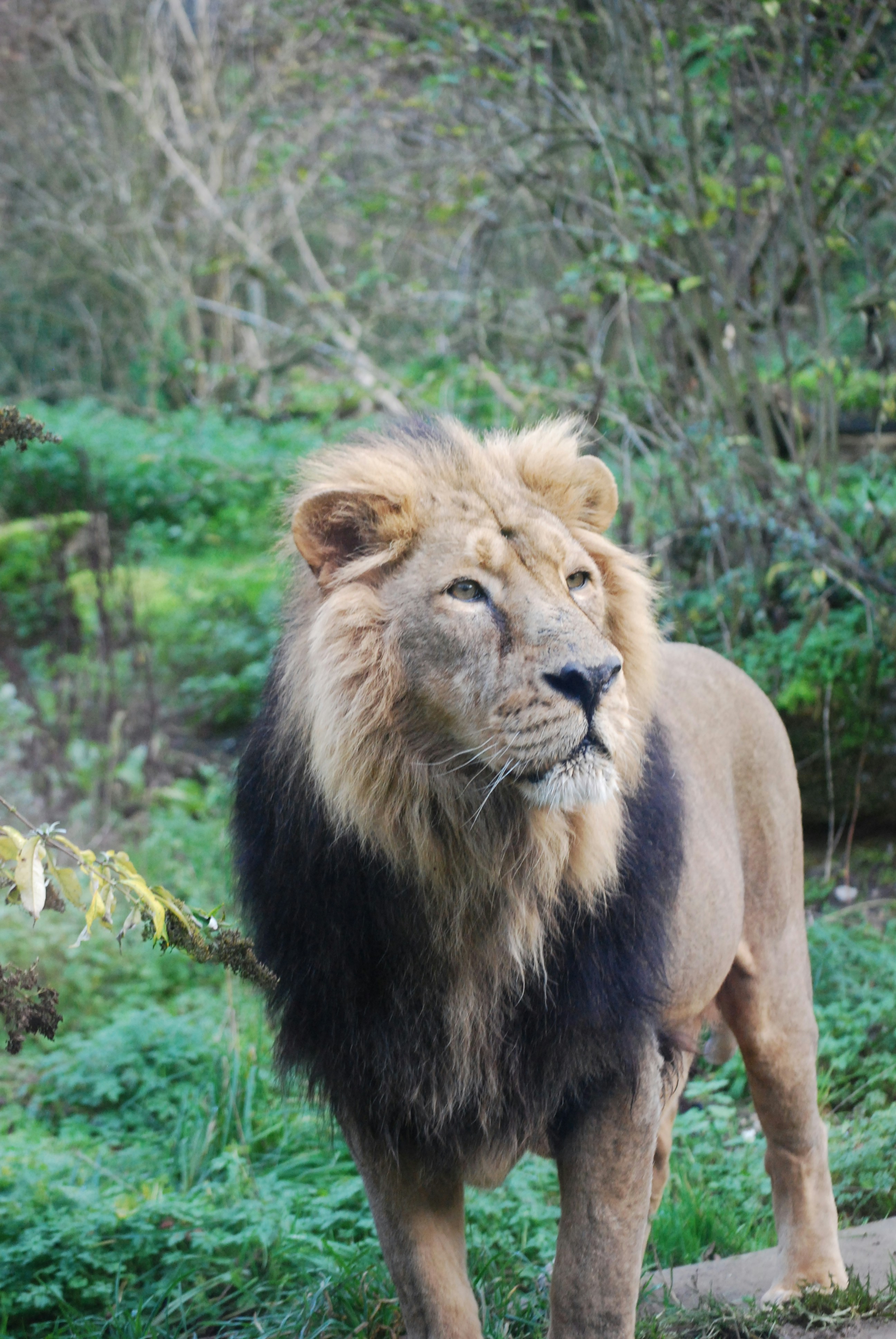 Majestic Stare: A lion in calm woodland light