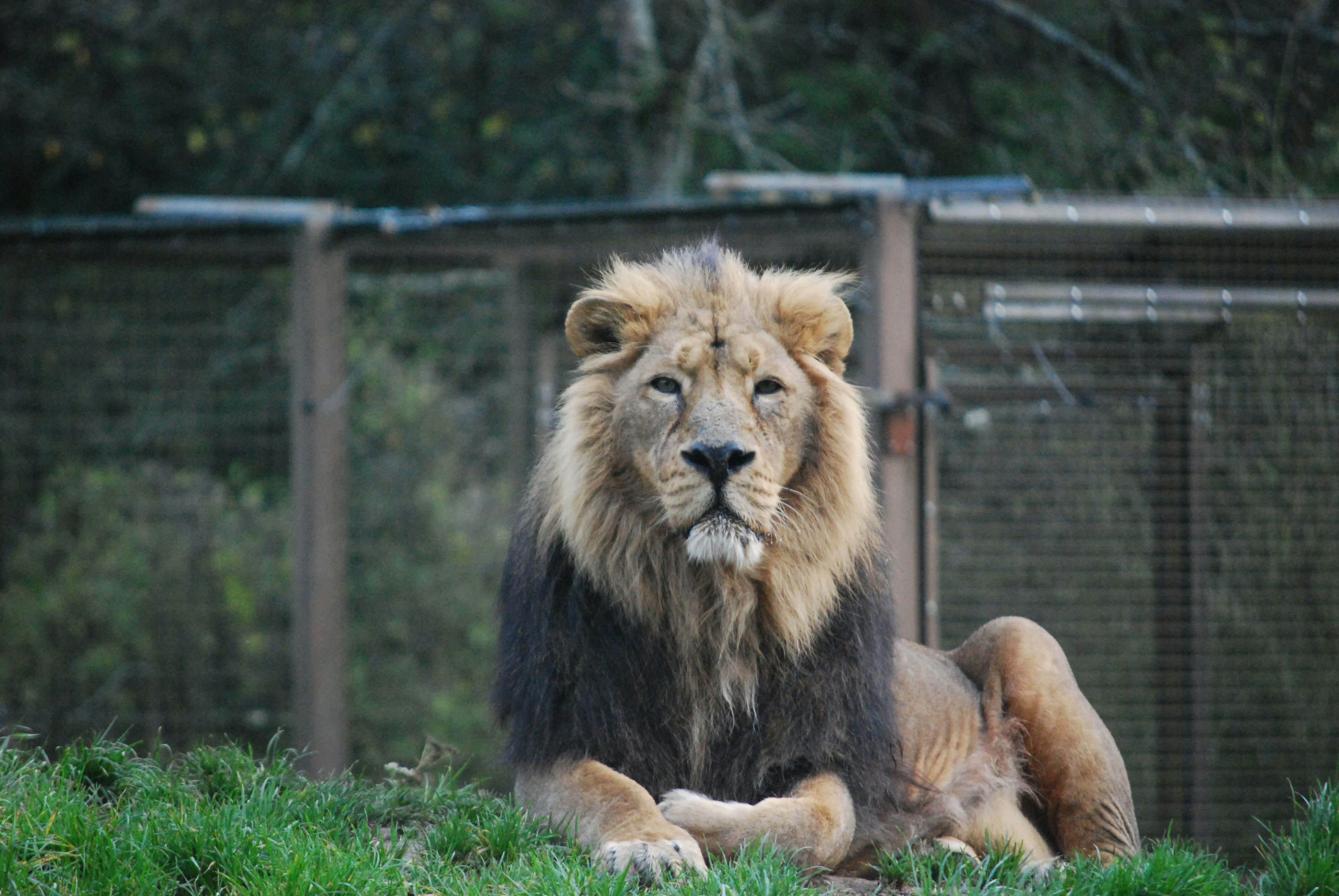 Regal Sentinel: A Moonlit‑Maned King Resting in the Enclosure