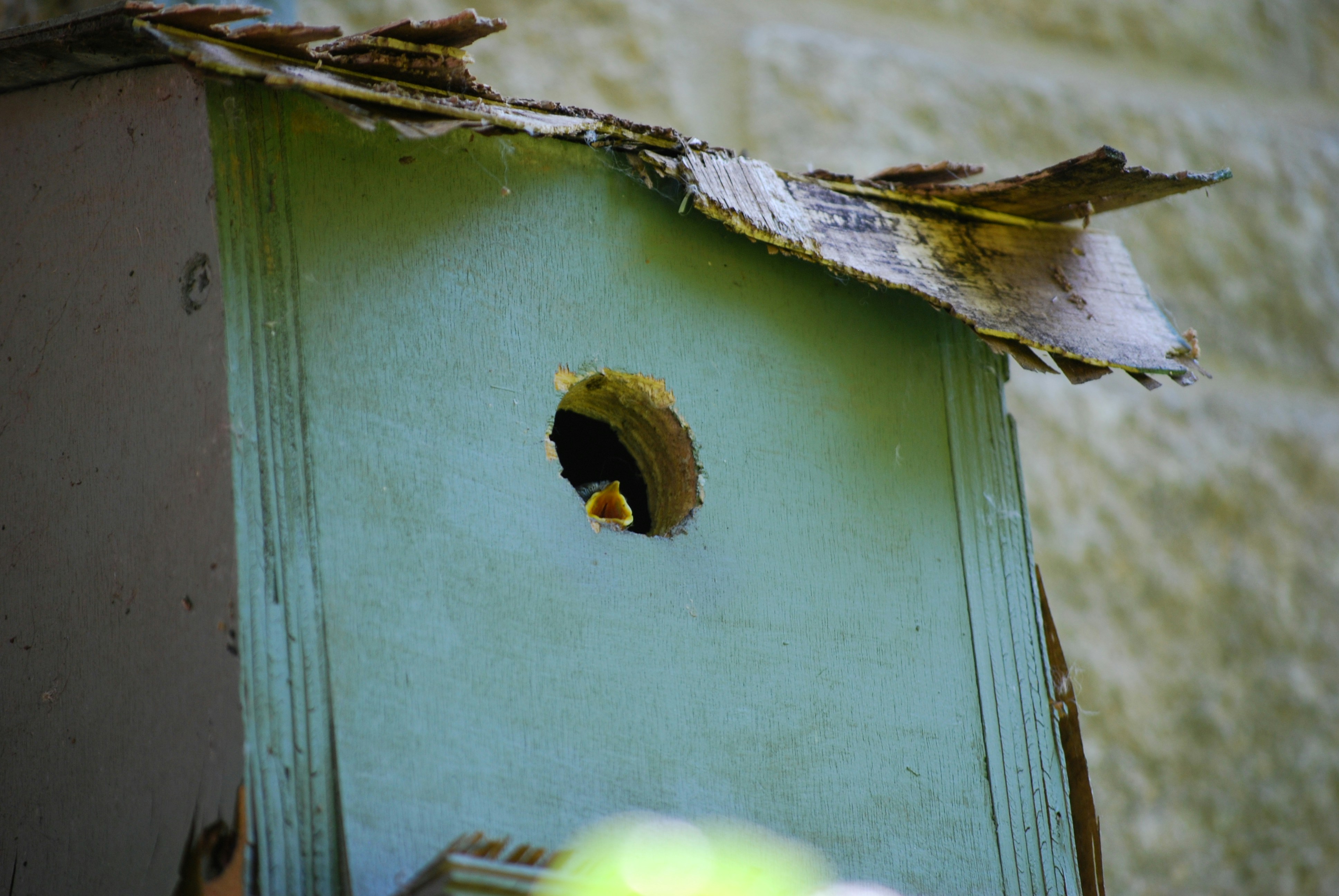Hole in the Box: A Weathered Mailbox with Gentle Decay
