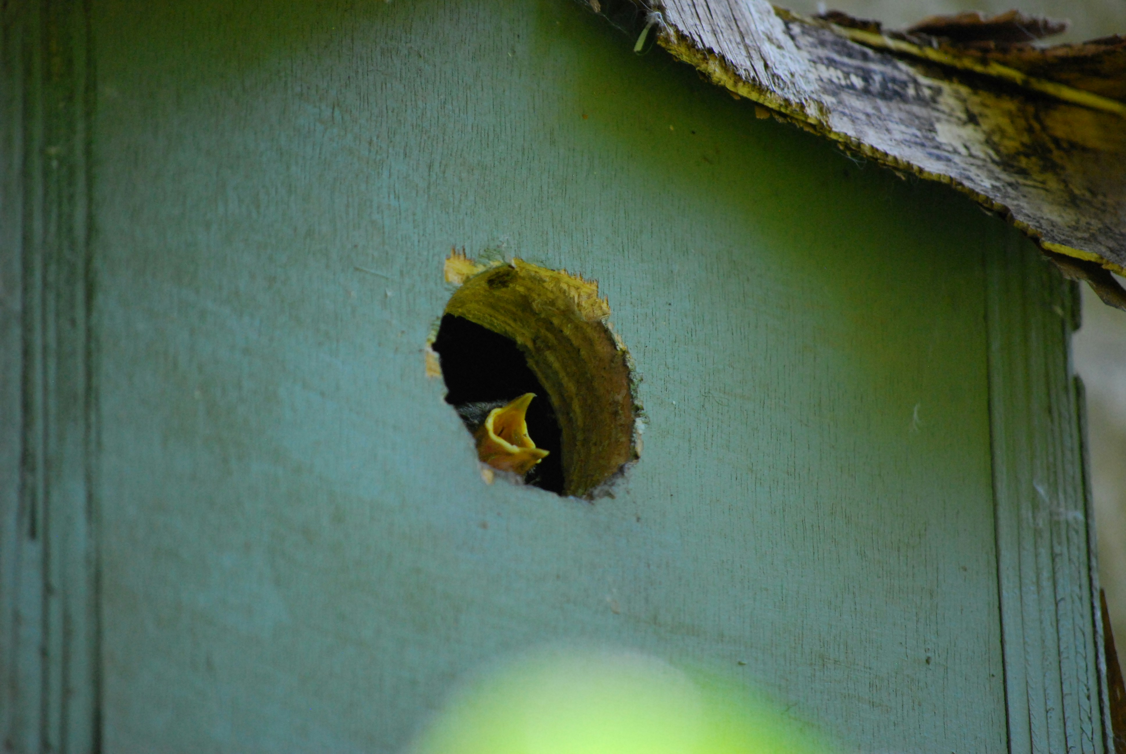 Hole-in-Blue: A Woodpecker's Exit Point in Weathered Terrain